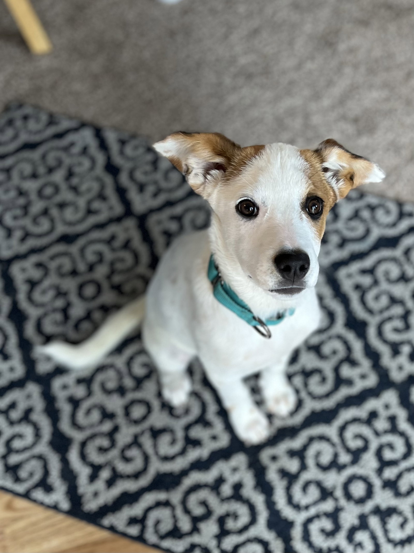 Dog for Adoption - Butterscotch, a Labrador Retriever in Panora, IA | Alpha Paw