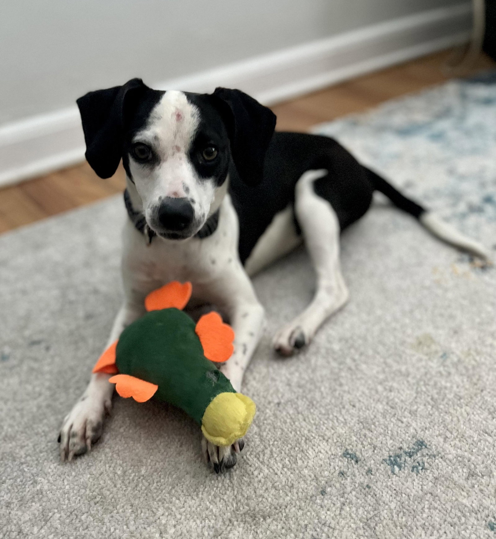 Dog for Adoption - Skippy, a Beagle in Newton, IA | Alpha Paw