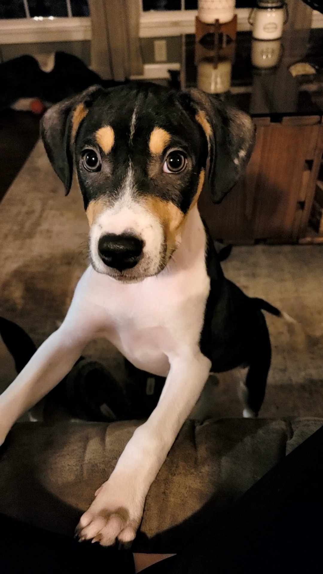 Dog for Adoption - Linus, a Border Collie in Warren County, IA | Alpha Paw
