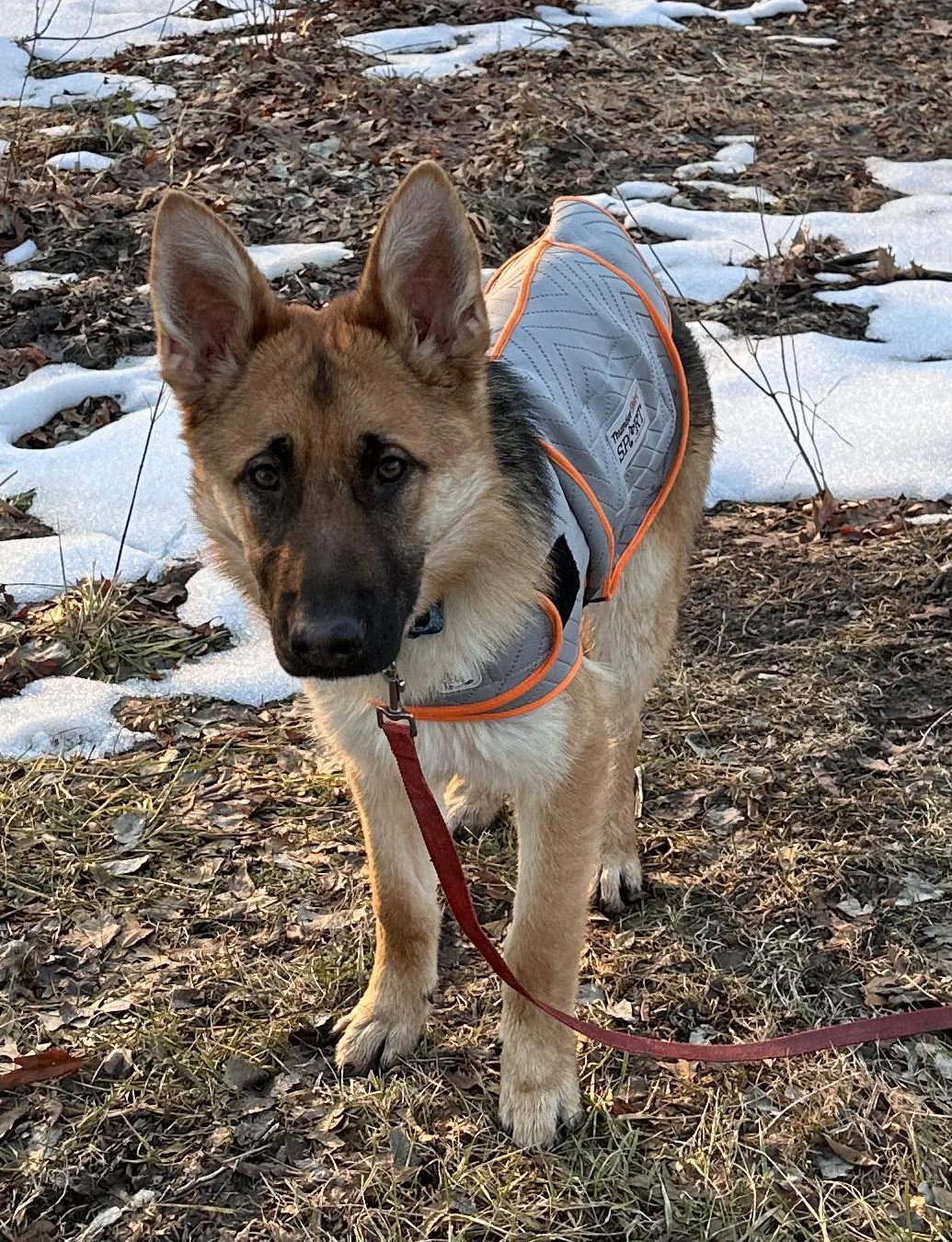 Dog for Adoption - Hunter, a German Shepherd Dog in Winterset, IA ...