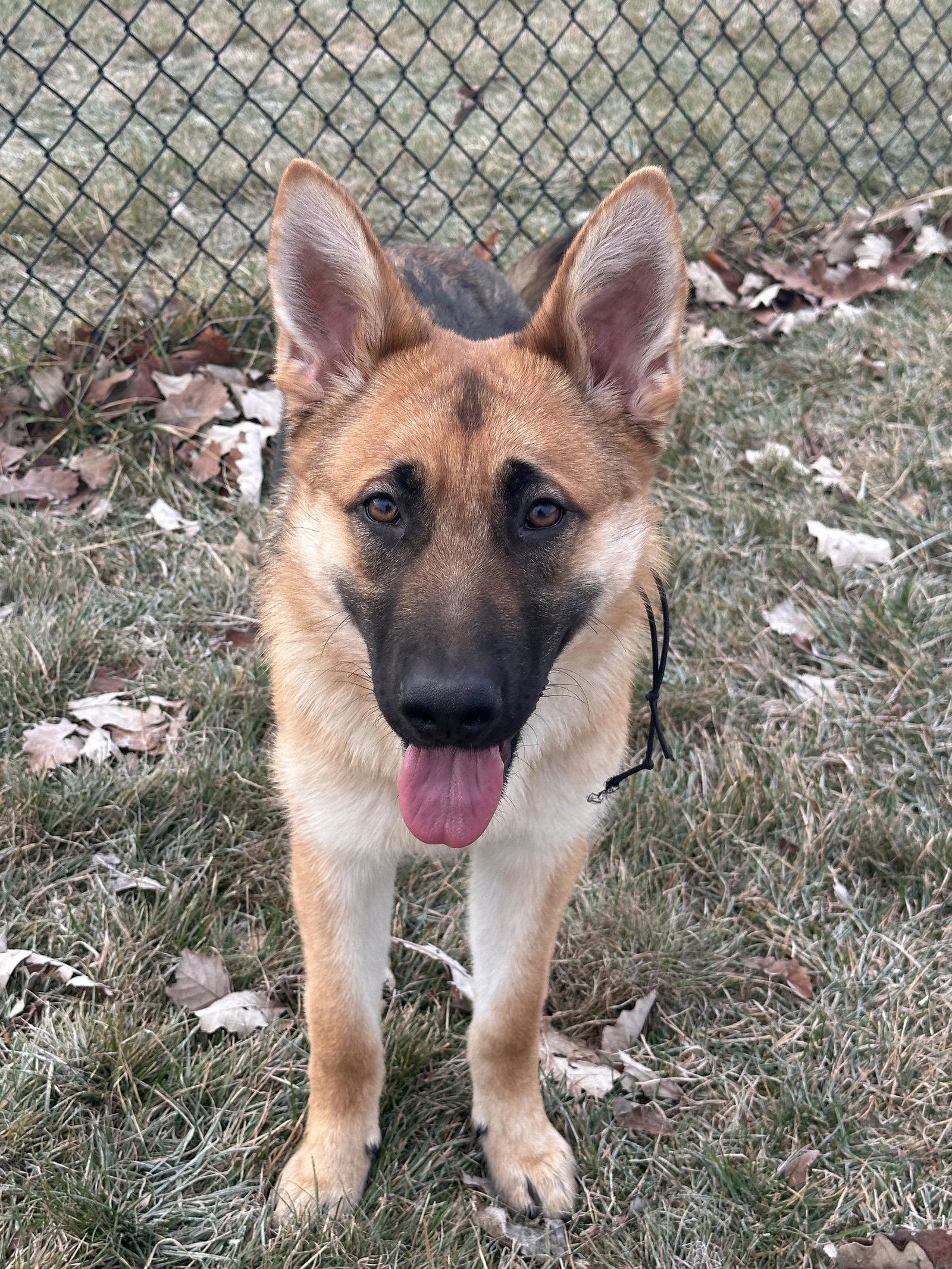 Dog for Adoption - Hunter, a German Shepherd Dog in Winterset, IA ...