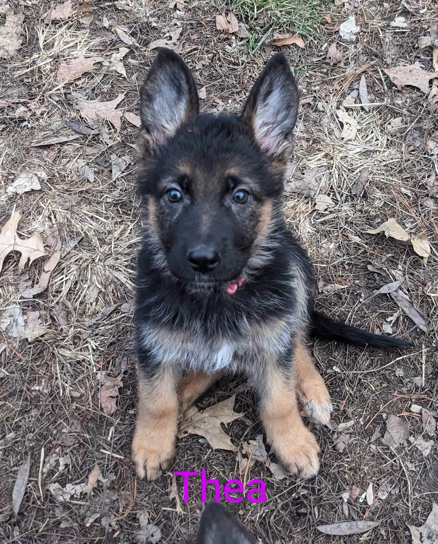 German Shepherd Rescue Iowa