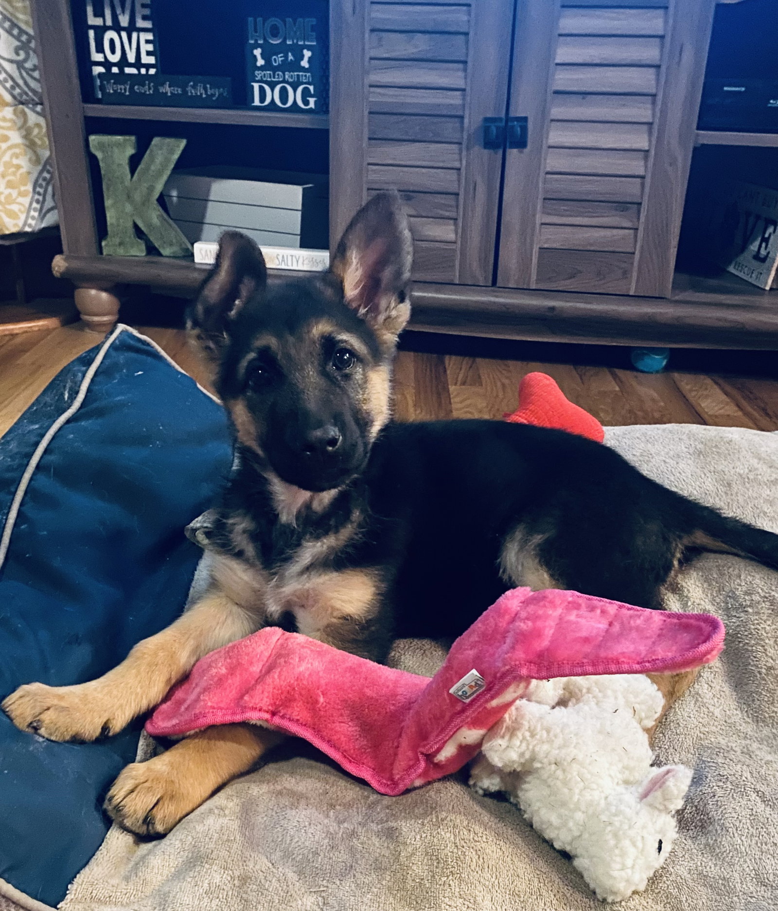 German Shepherd Rescue Iowa