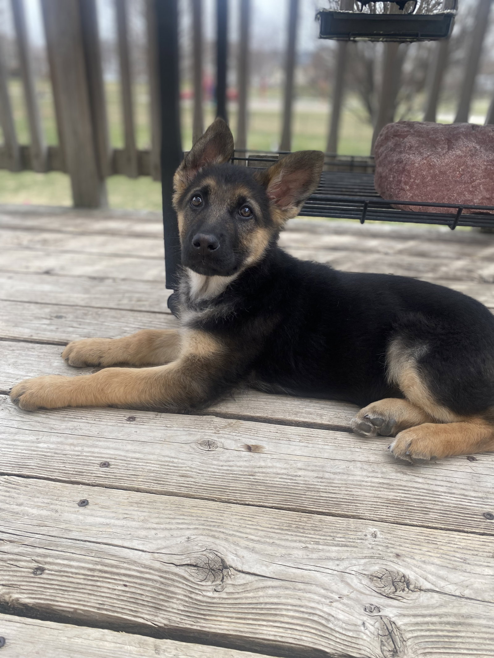 Dog for Adoption - Thea, a German Shepherd Dog in Lake Panorama, IA | Alpha Paw