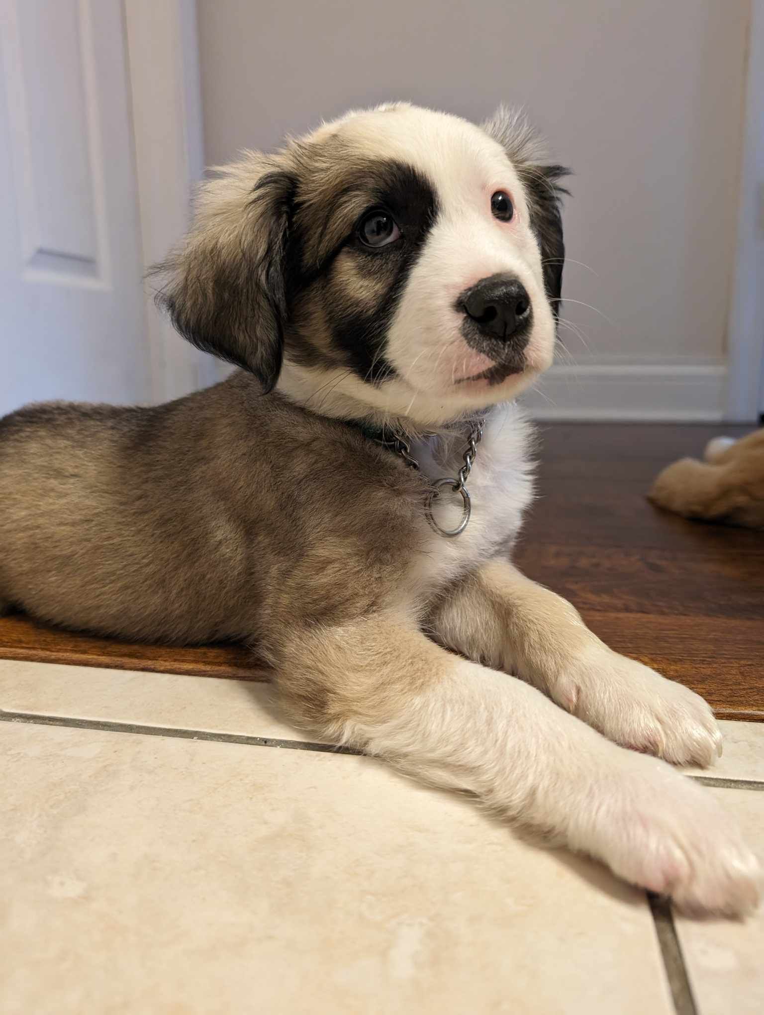 Dog for Adoption - Duke, a Australian Shepherd in Clive, IA | Alpha Paw