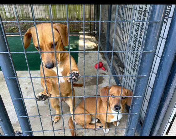 Dog for Adoption - Maple, a Dachshund in Panora, IA | Alpha Paw