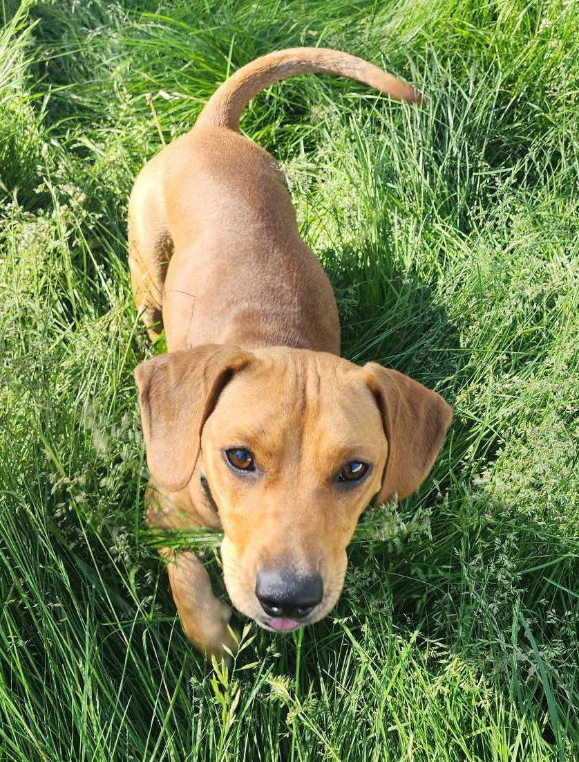 Dog for Adoption - Maple, a Dachshund in Panora, IA | Alpha Paw