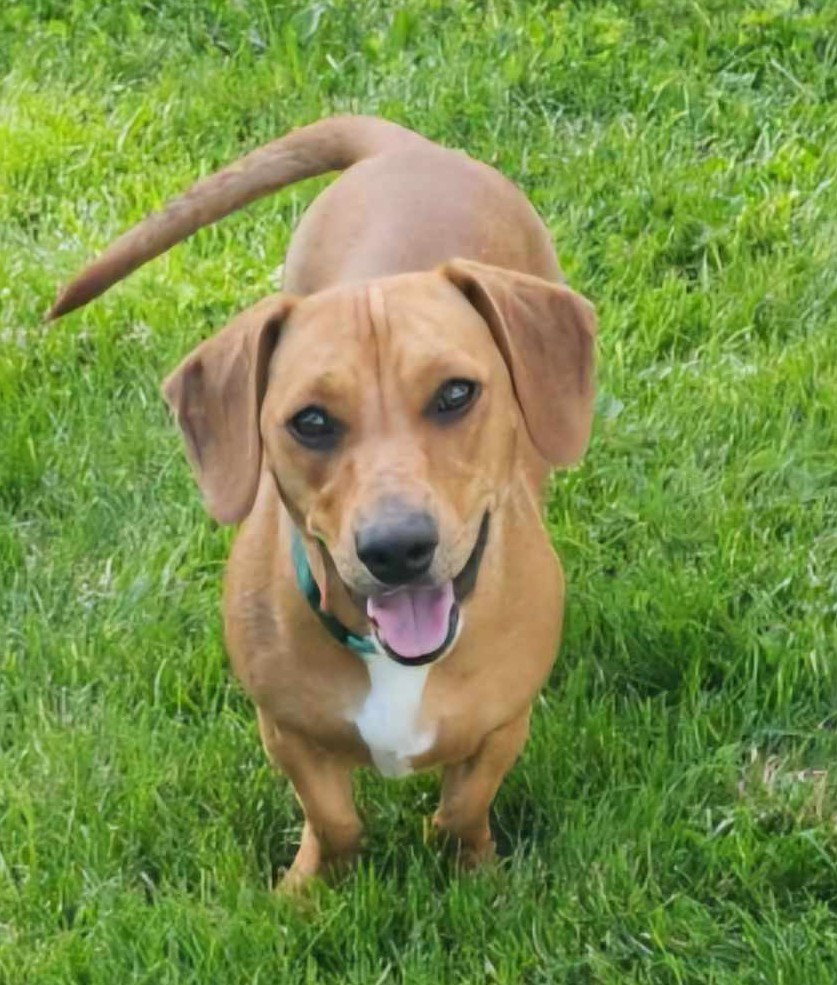 Dog for Adoption - Maple, a Dachshund in Panora, IA | Alpha Paw