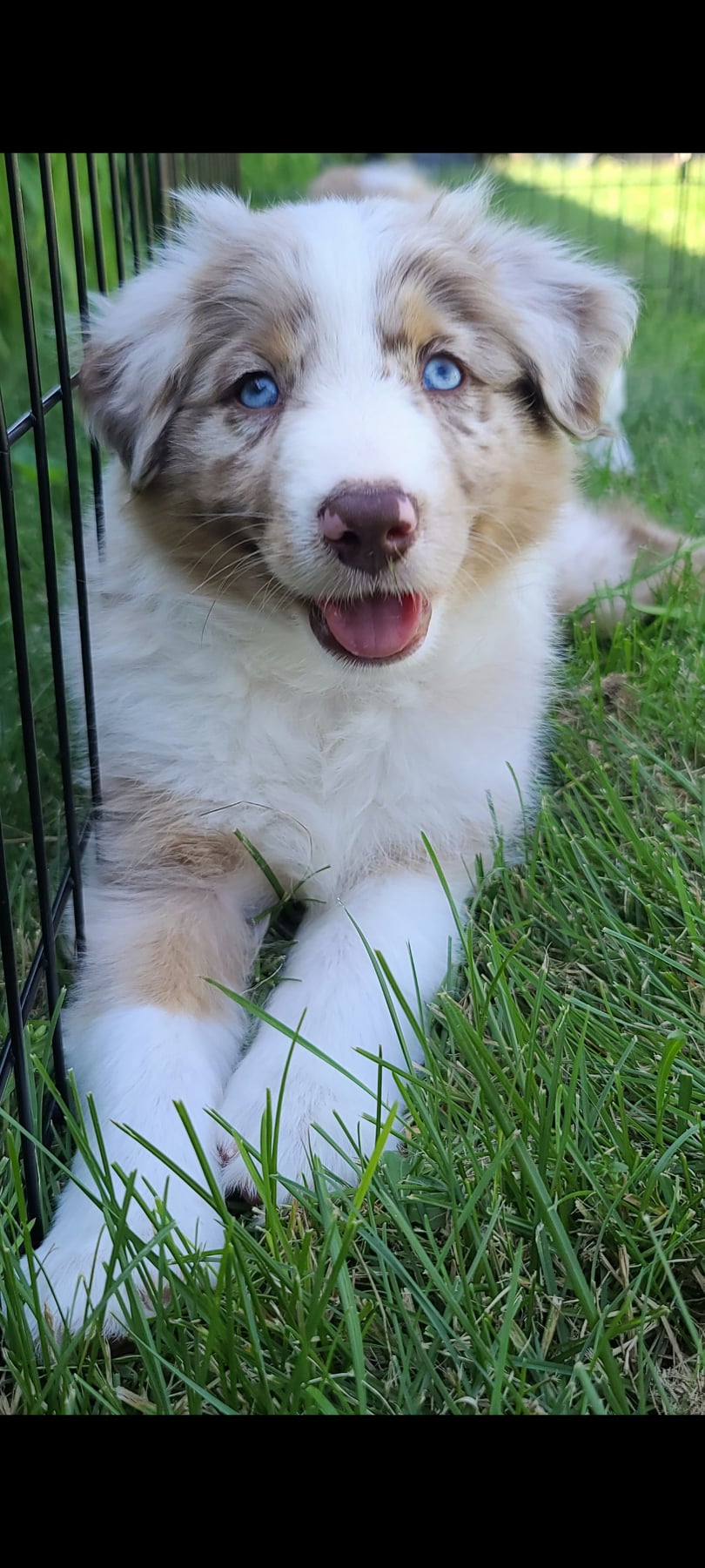 Dog for Adoption - Rory, a Australian Shepherd in Pella, IA | Alpha Paw