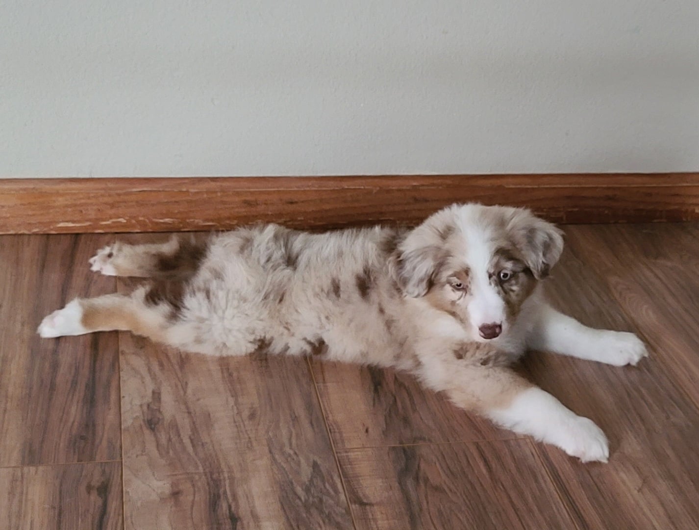 Dog for Adoption - Rory, a Australian Shepherd in Pella, IA | Alpha Paw