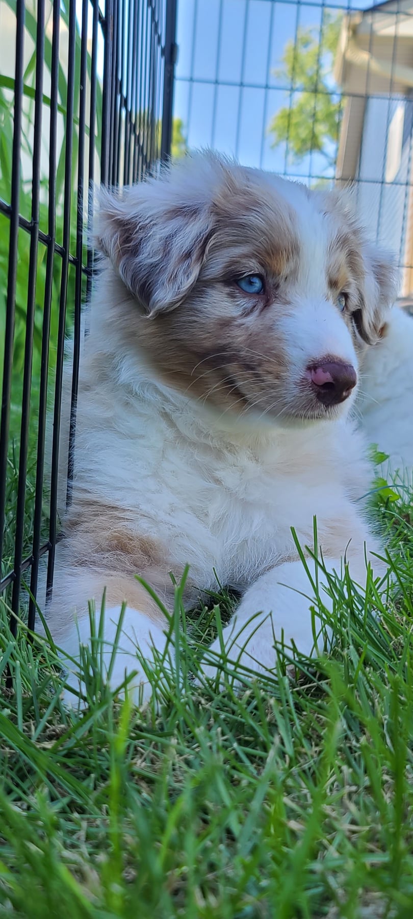 Dog for Adoption - Rory, a Australian Shepherd in Pella, IA | Alpha Paw