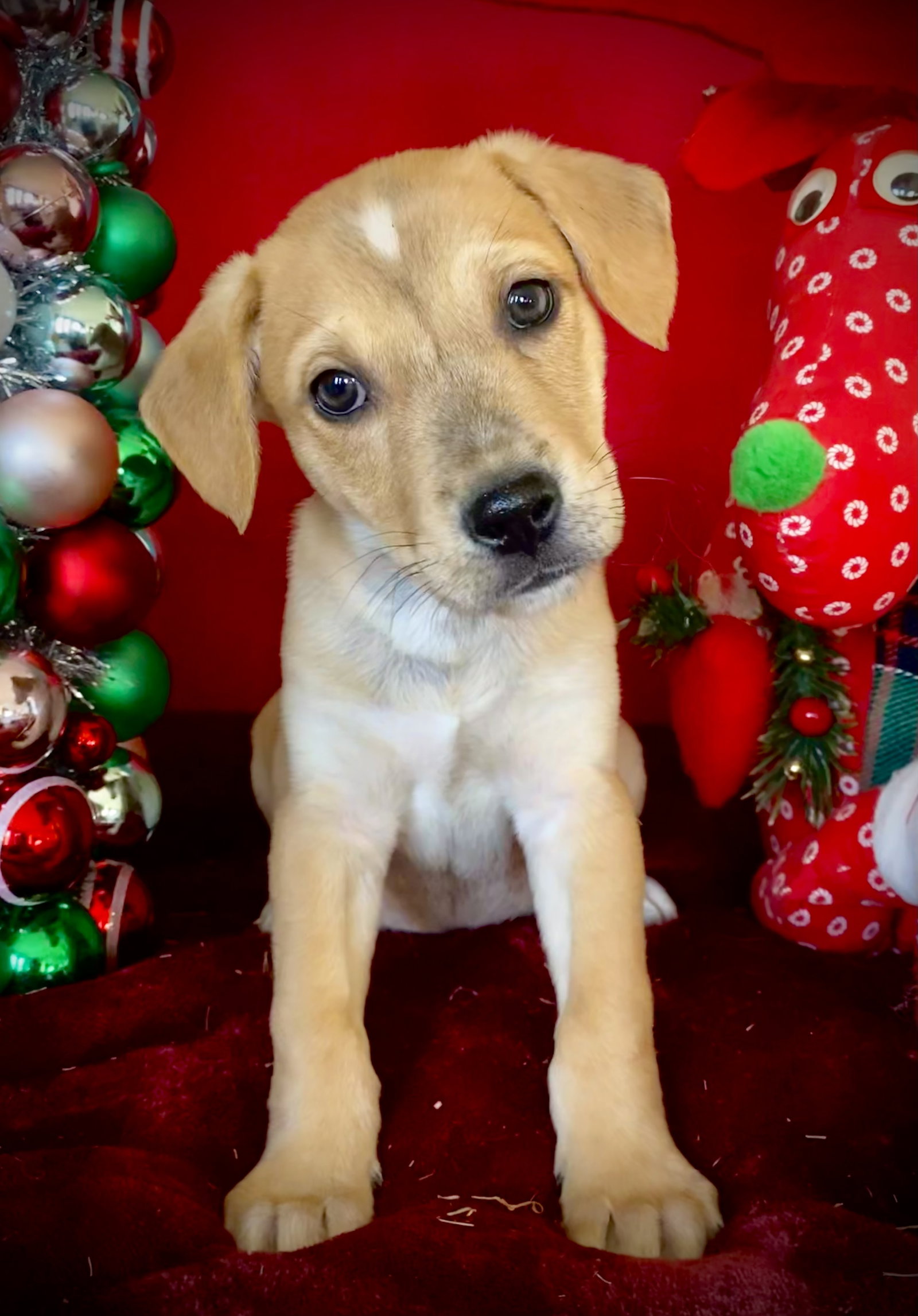 Dog for Adoption - Chadwick, a Labrador Retriever in Colorado Springs ...