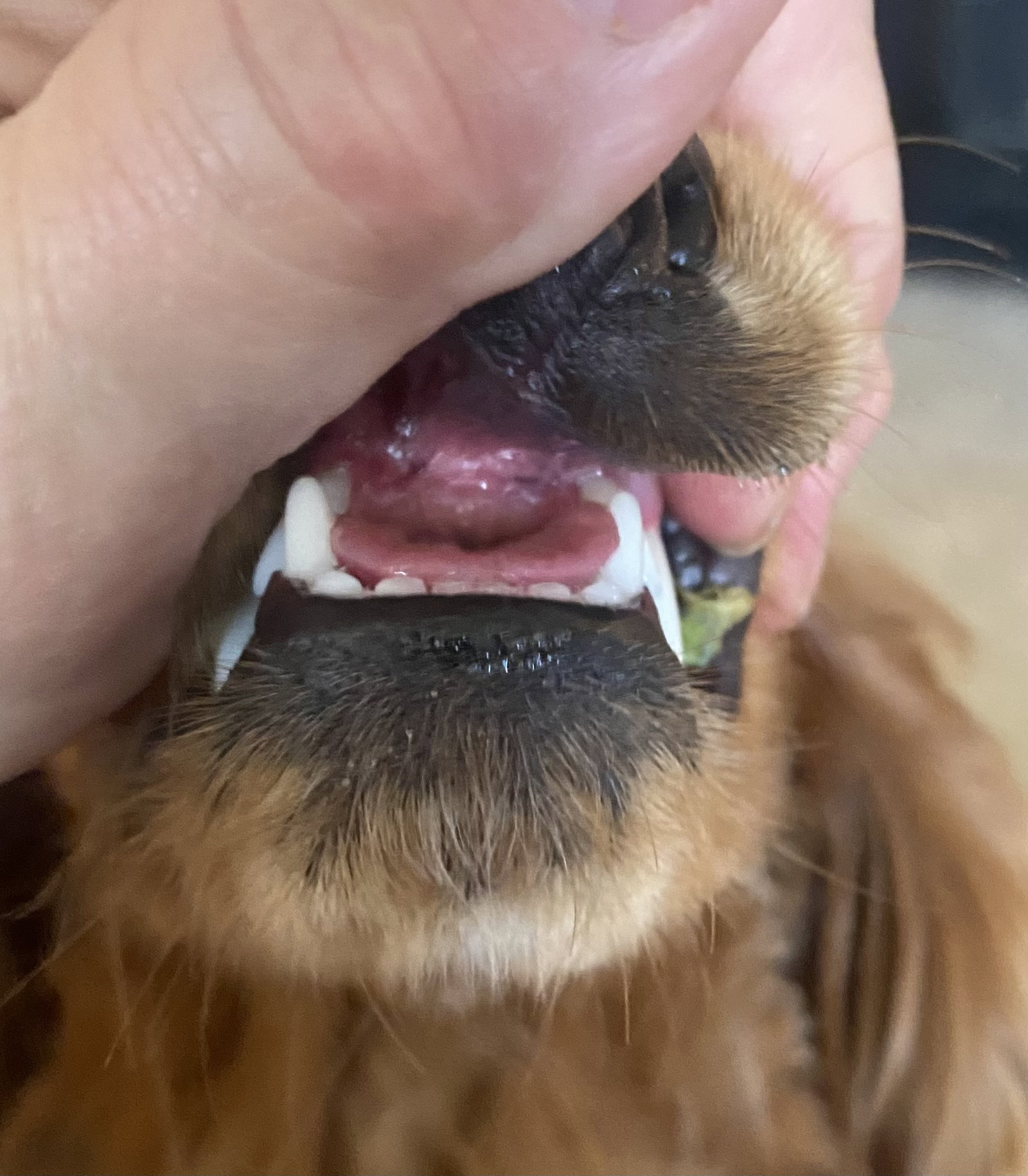Dog for Adoption - Rooster, a English Cocker Spaniel in Manitou Springs ...