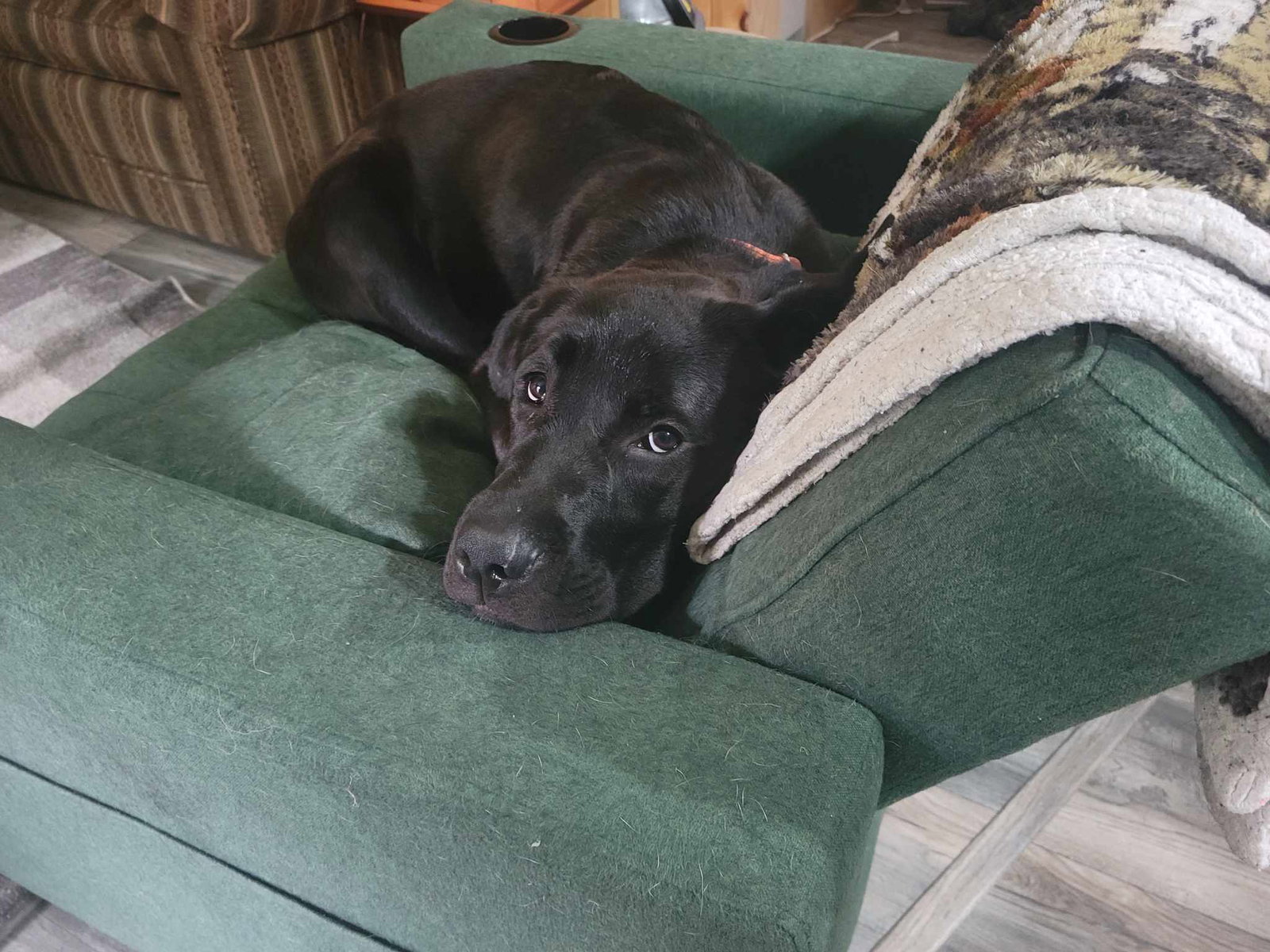 Dog for Adoption - Poppy, a Labrador Retriever in Jericho, VT | Alpha Paw