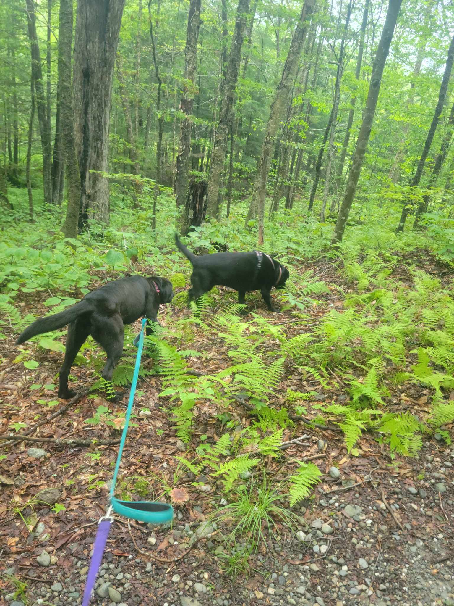 Dog for Adoption - Poppy, a Labrador Retriever in Jericho, VT | Alpha Paw