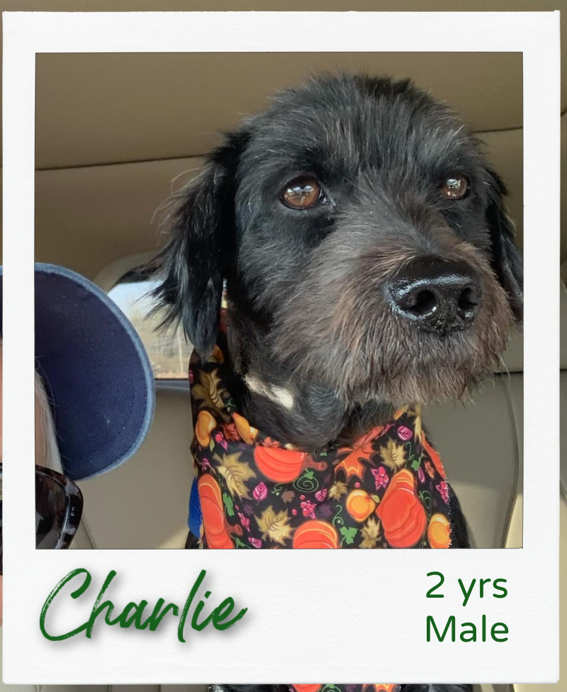 Dog for Adoption - Charlie, a Labrador Retriever in Colchester, VT ...