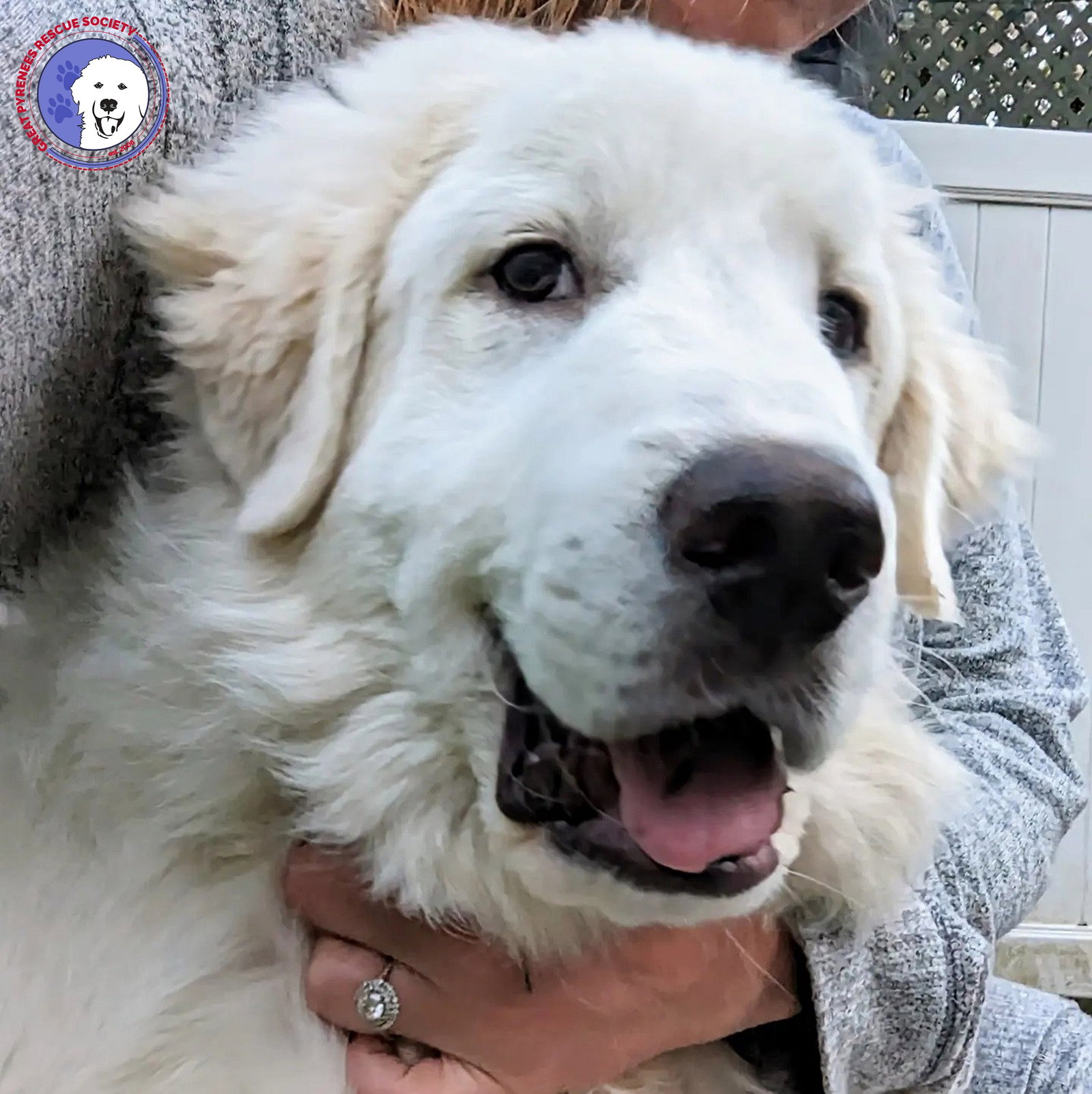 Dog for Adoption - Fritz, a Great Pyrenees in Liberty County, TX ...