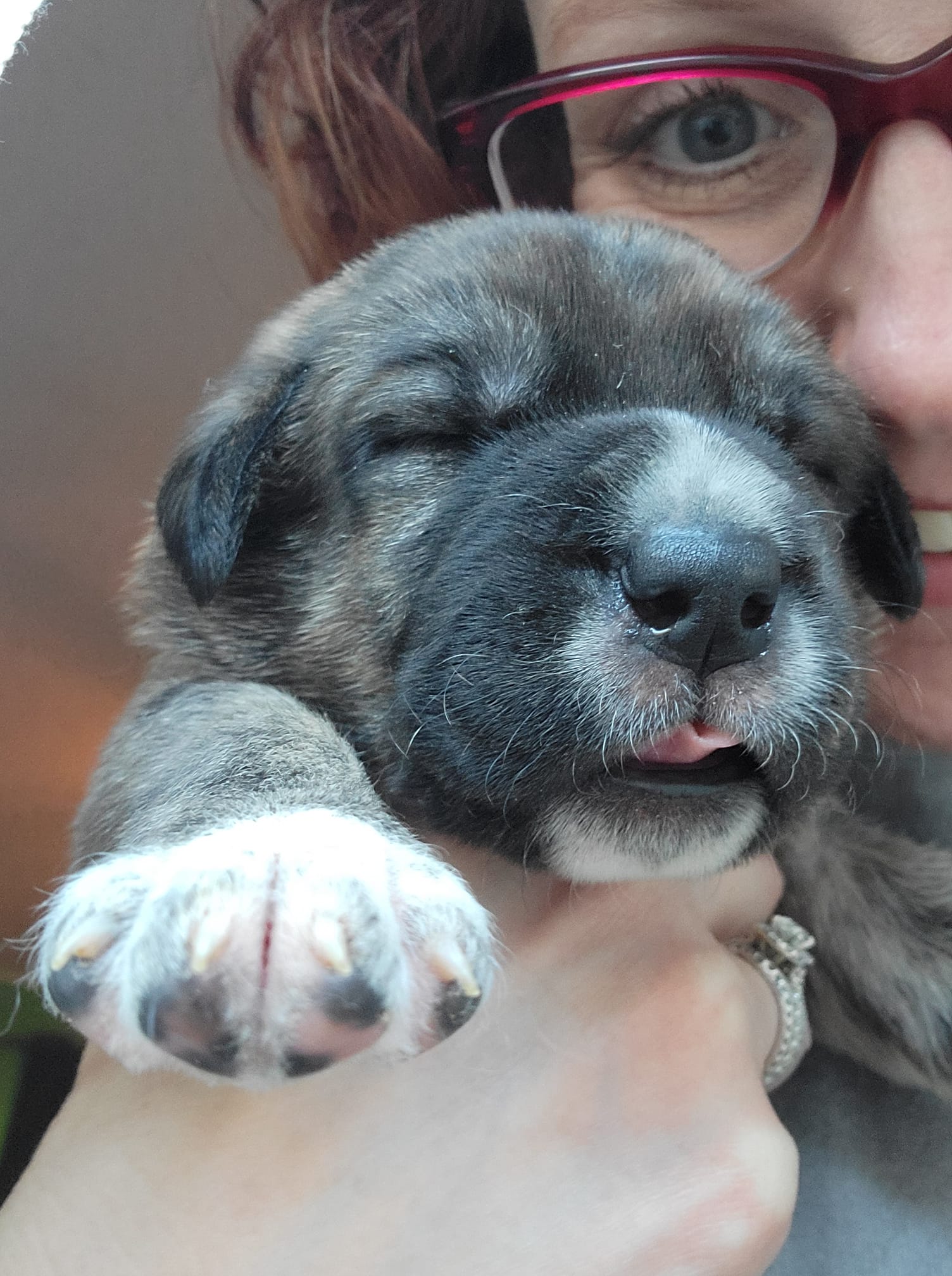 Miss Priss-Courtesy Listing's Web Page