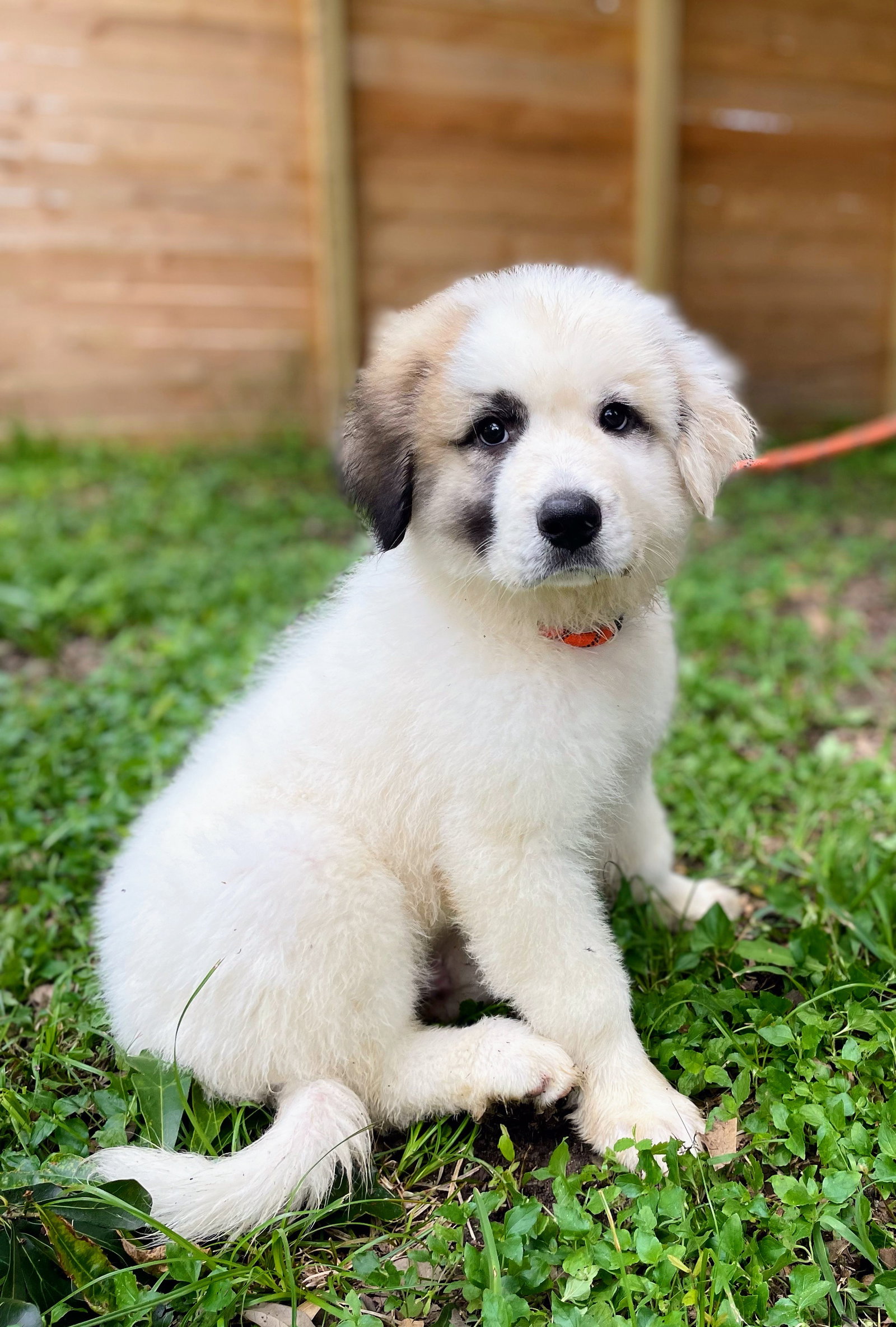 Dog for Adoption - Vadar, a Great Pyrenees in Katy, TX | Alpha Paw