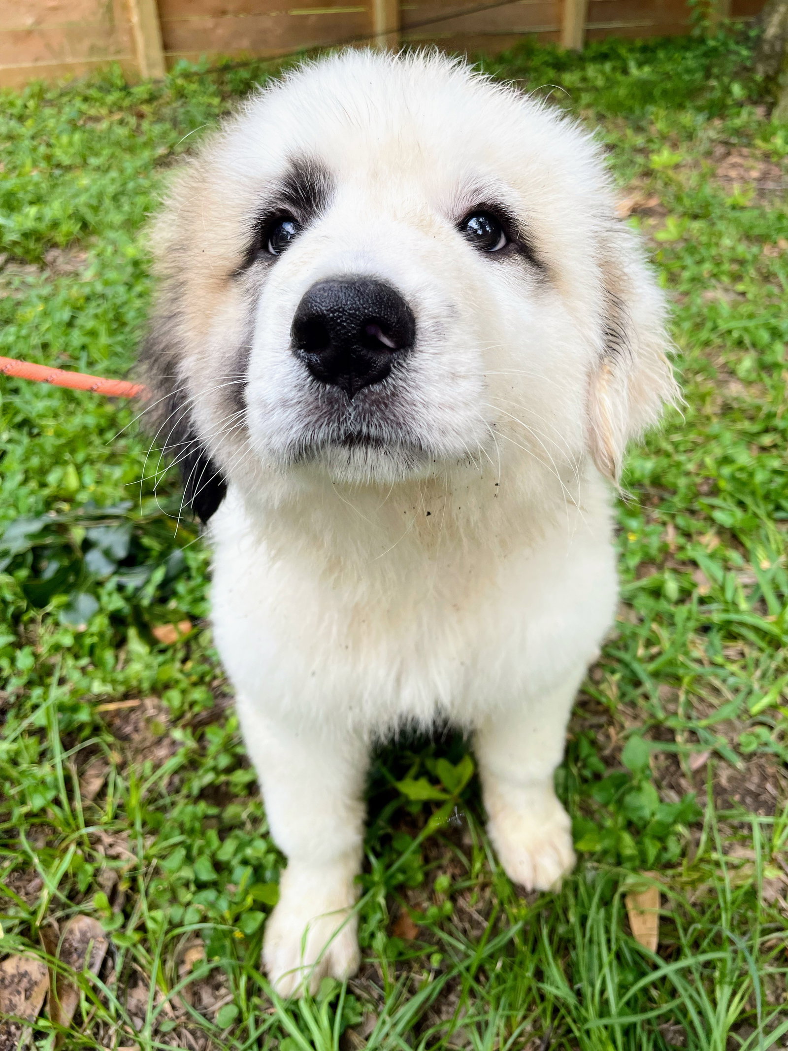 Dog for Adoption - Vadar, a Great Pyrenees in Katy, TX | Alpha Paw