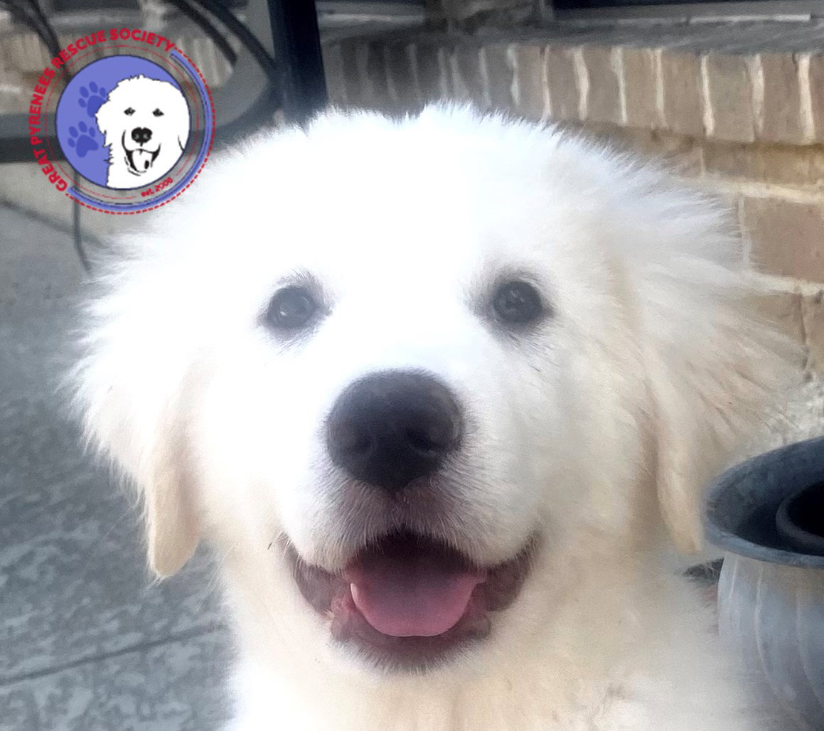 Dog adoption in Fort Worth, TX 76123: Great Pyrenees (long coat) Dog ...