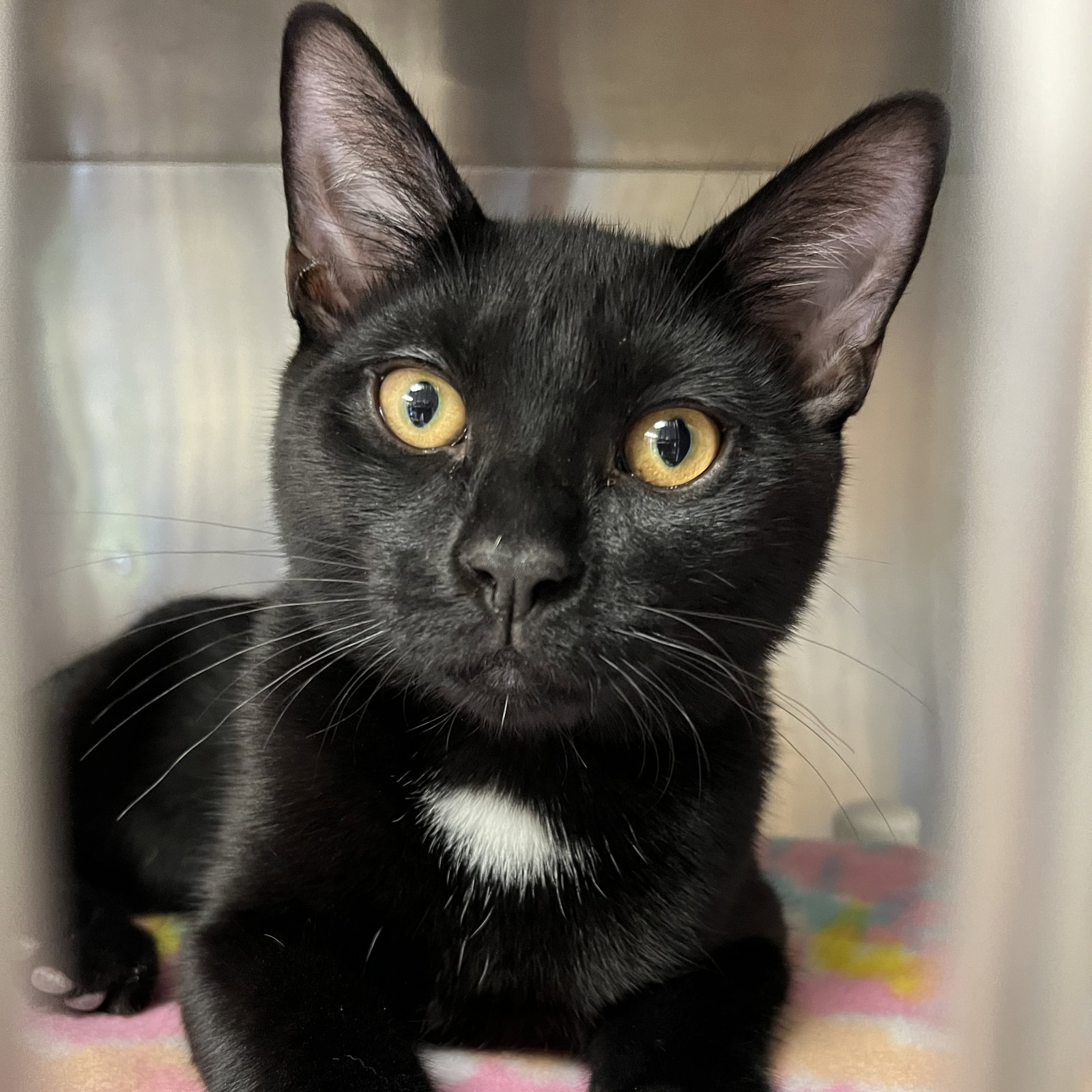 Cats for Adoption in Ware, Massachusetts | Alpha Paw