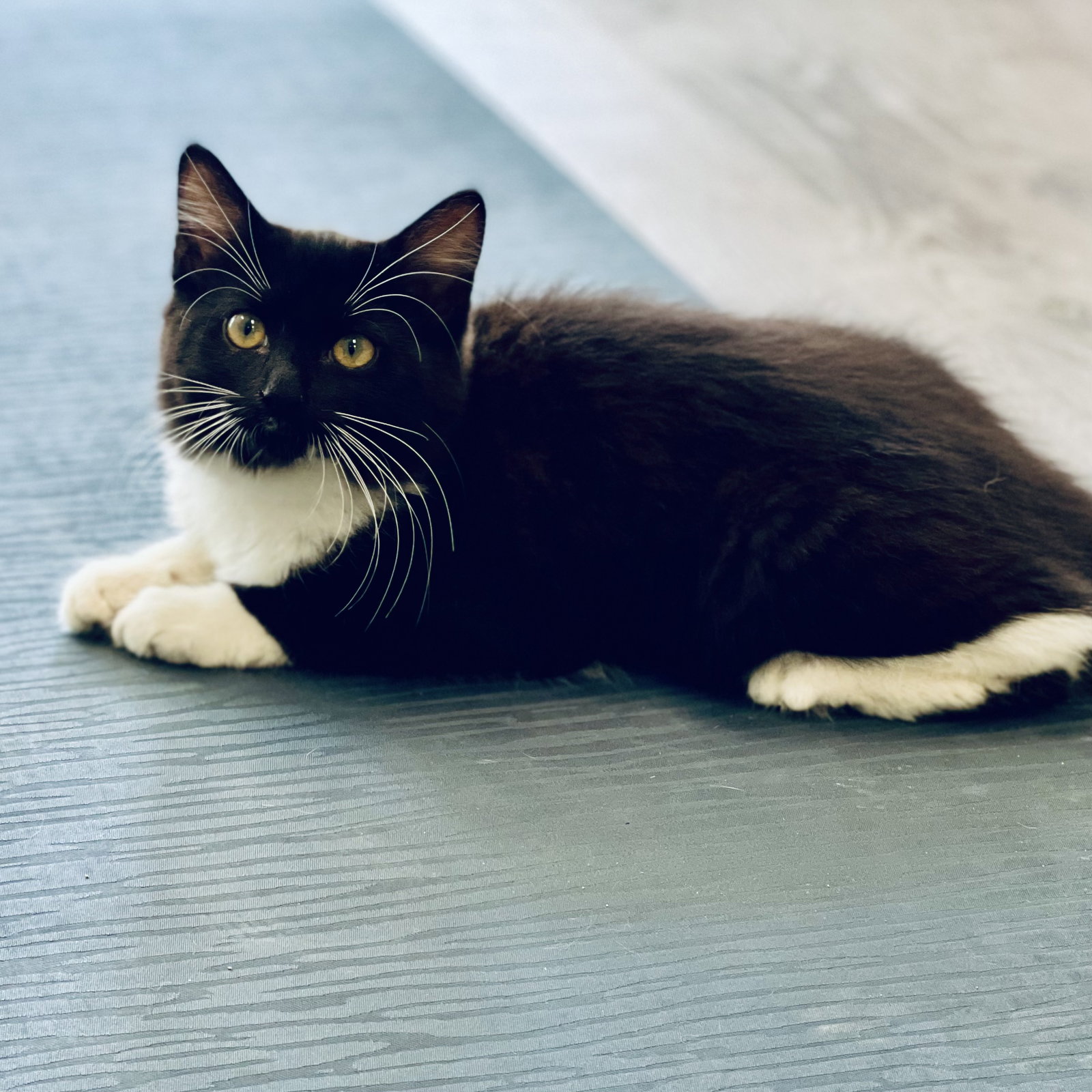 Cats for Adoption in Ashfield, Massachusetts | Alpha Paw