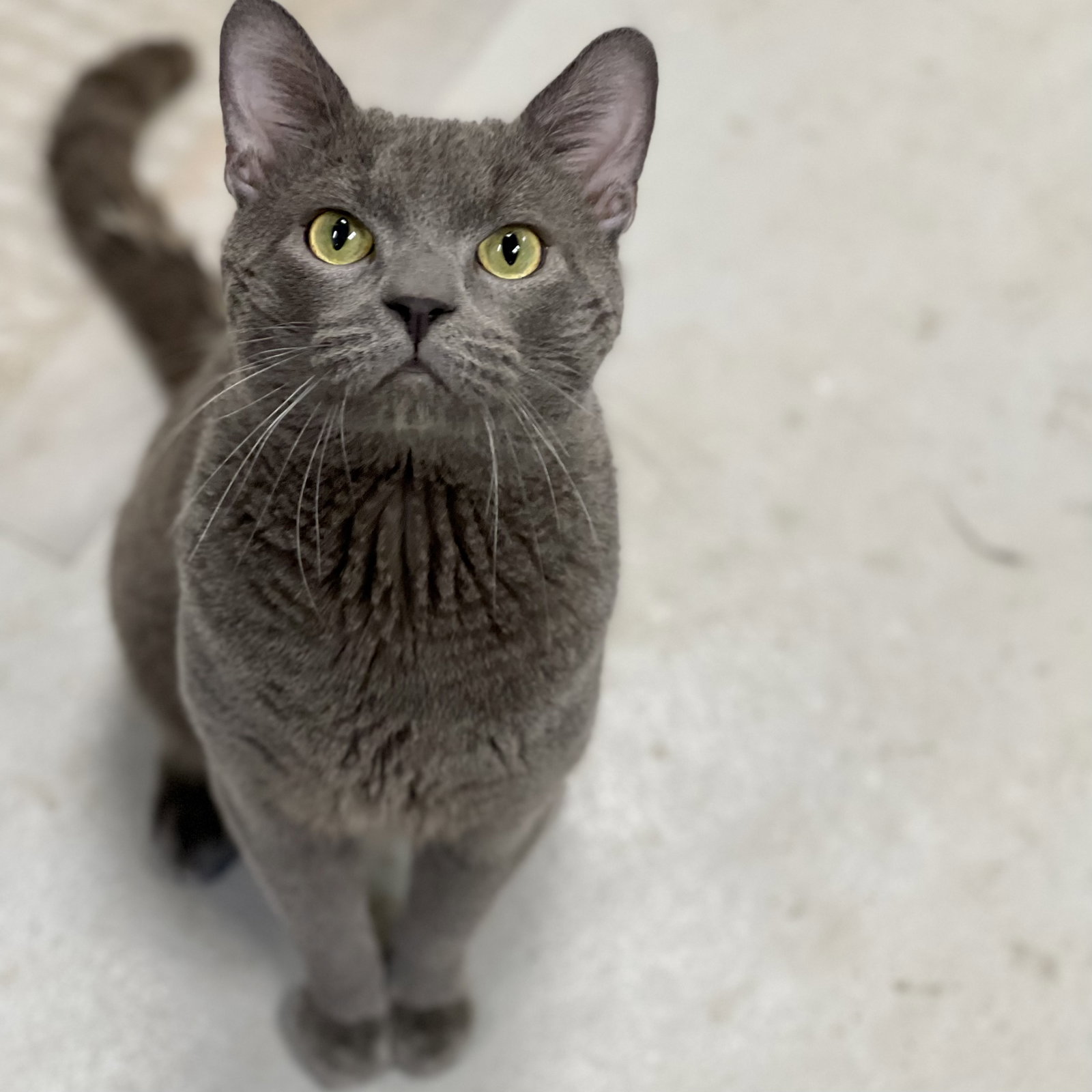 Cats for Adoption in Agawam, Massachusetts | Alpha Paw