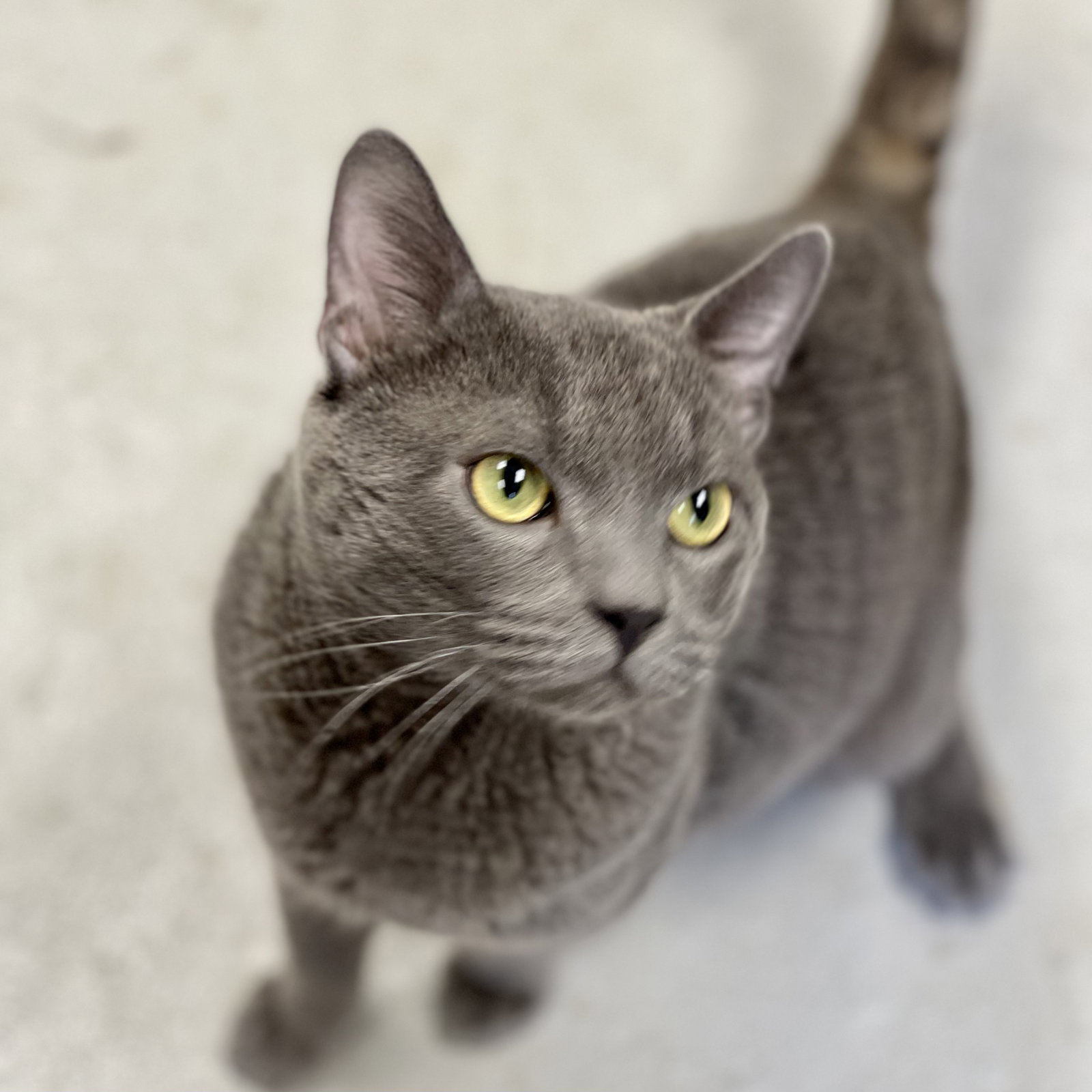 Cats for Adoption in Agawam, Massachusetts | Alpha Paw