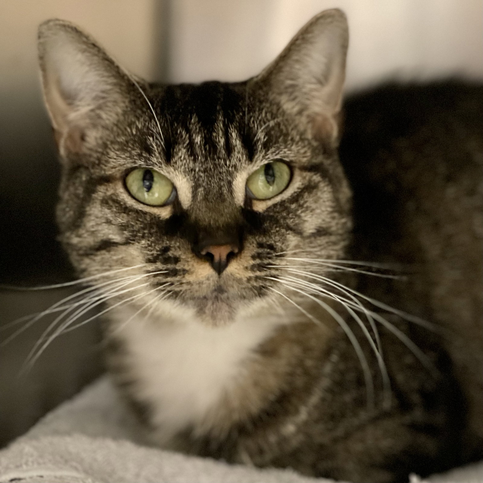Cats for Adoption in Framingham Center, Massachusetts | Alpha Paw
