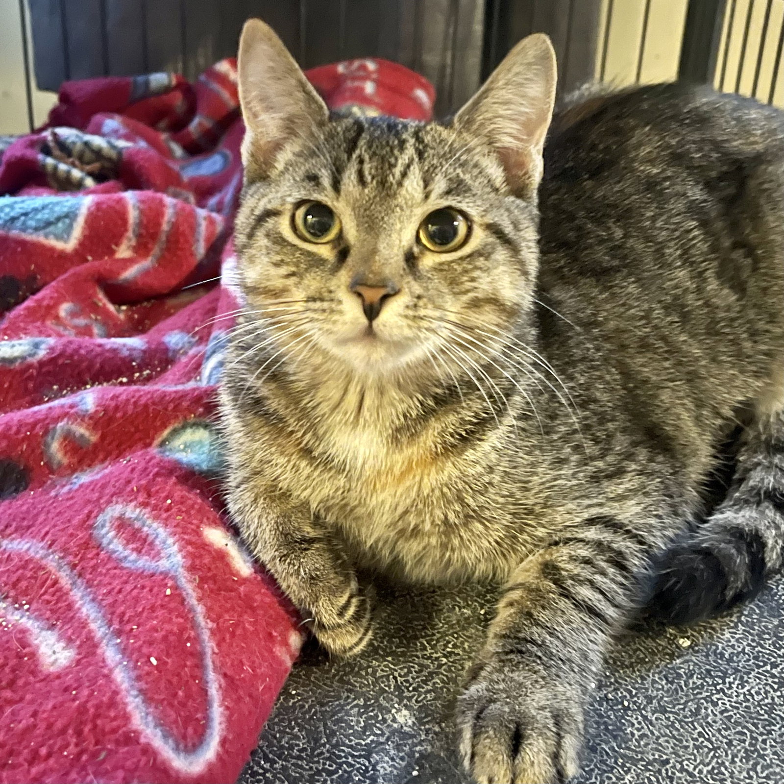 Cats for Adoption in Monson Center, Massachusetts | Alpha Paw