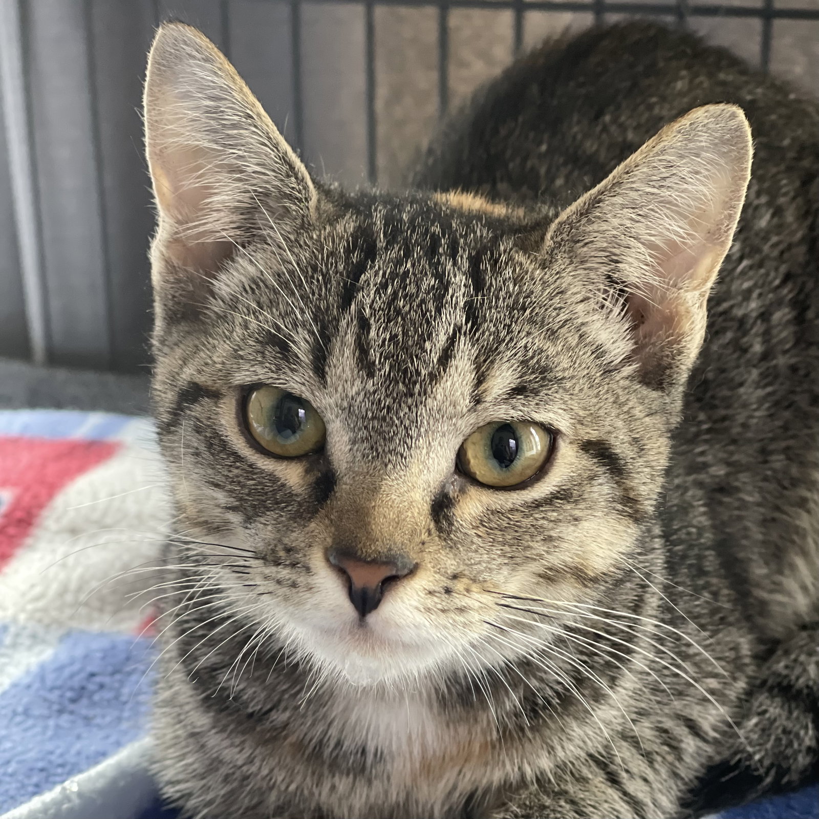 Cats for Adoption in Monson Center, Massachusetts | Alpha Paw