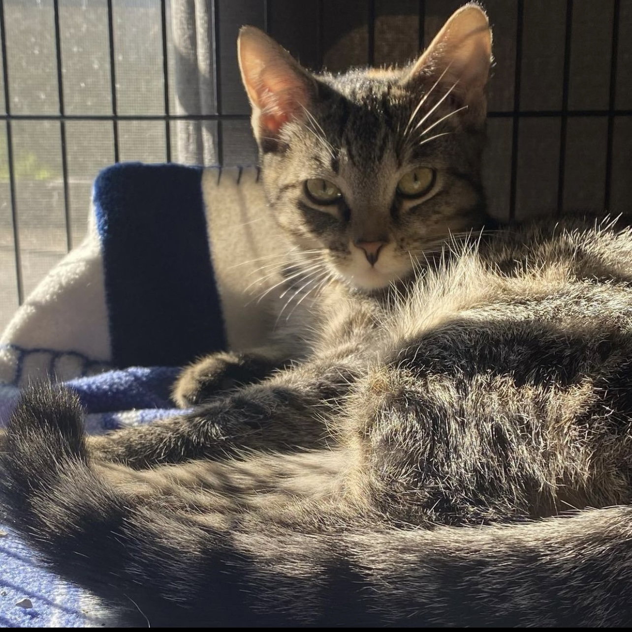 Cats for Adoption in Monson Center, Massachusetts | Alpha Paw