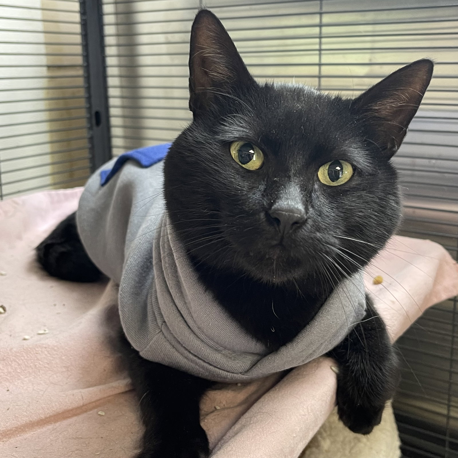 Cats for Adoption in Royalston, Massachusetts | Alpha Paw