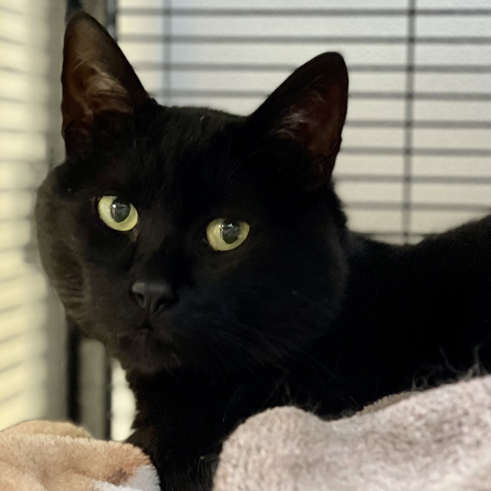 Cats for Adoption in Royalston, Massachusetts | Alpha Paw