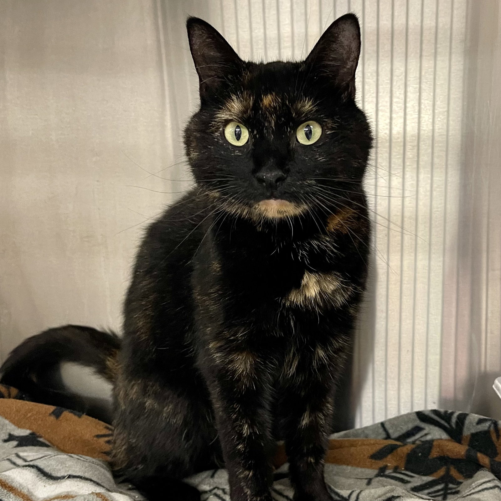 Cats for Adoption in Chelmsford, Massachusetts | Alpha Paw