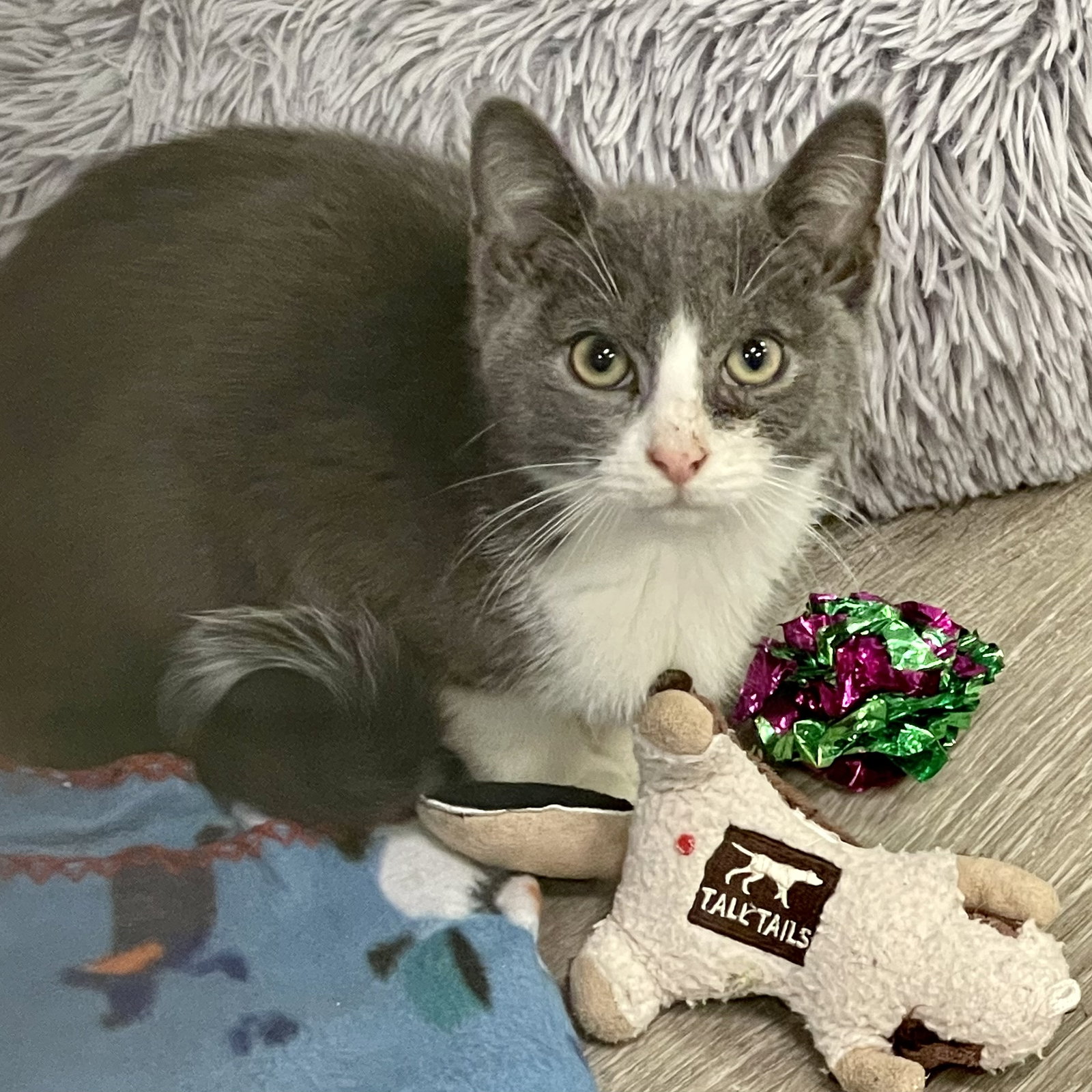 Cats for Adoption in Chicopee, Massachusetts | Alpha Paw