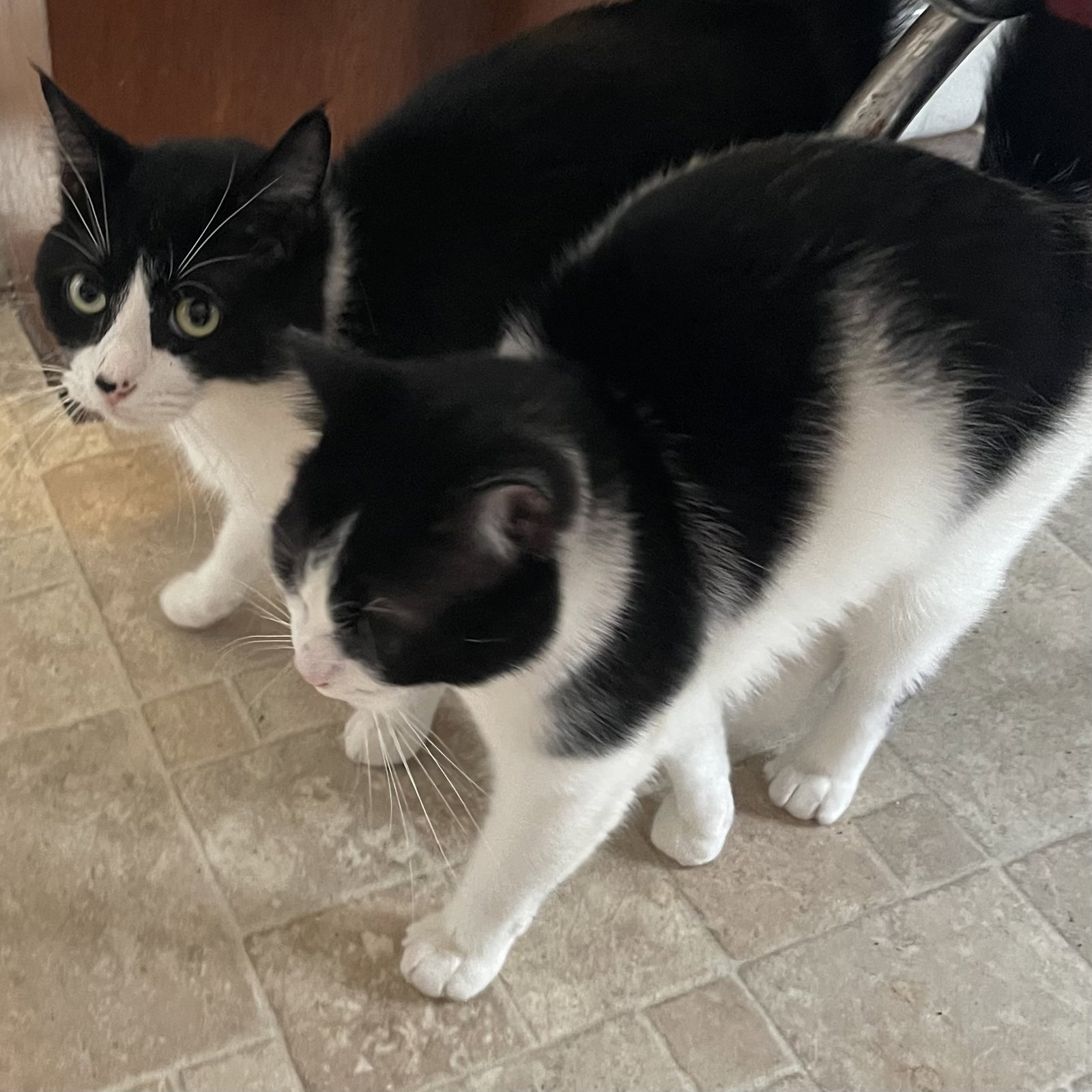 Cats for Adoption in Monson Center, Massachusetts | Alpha Paw