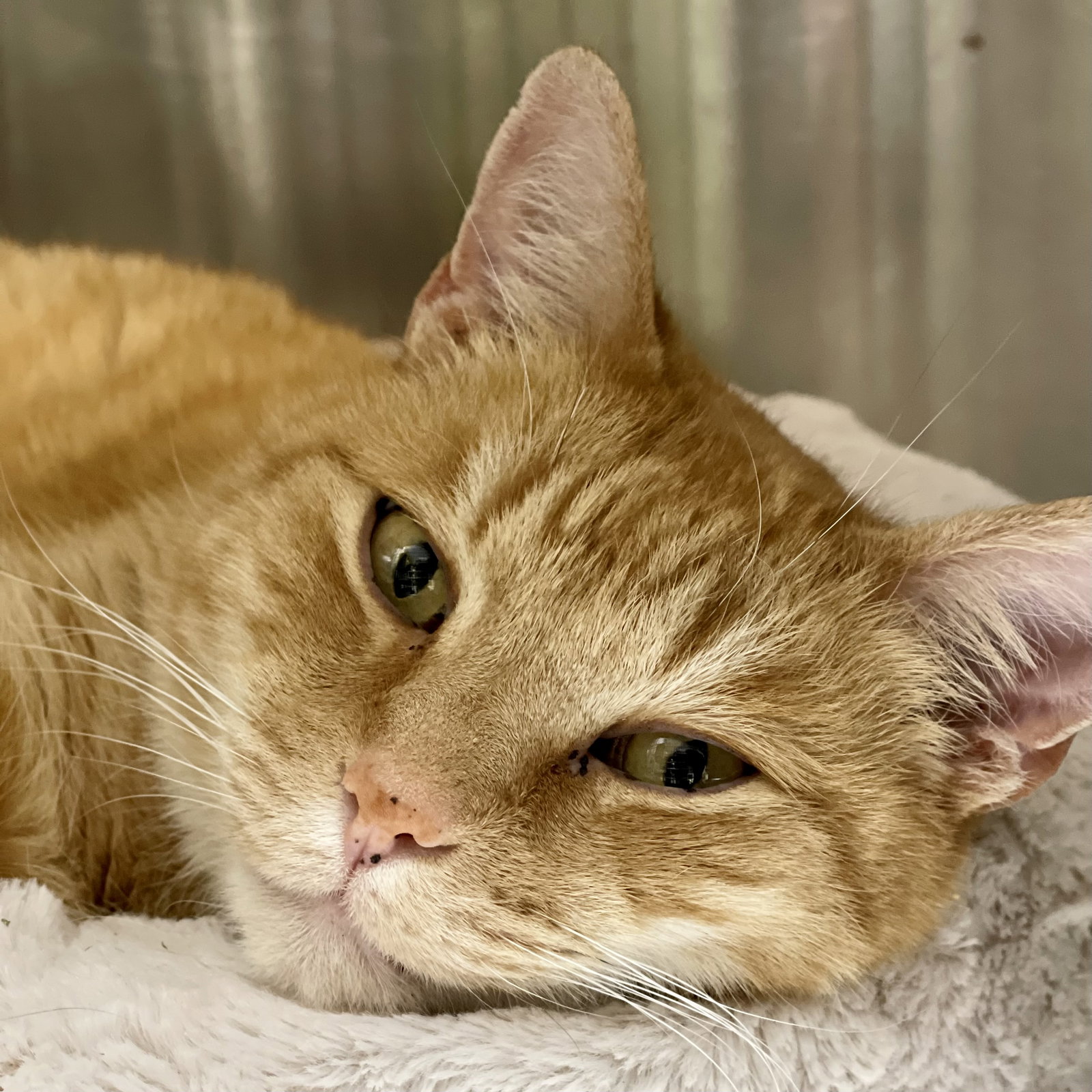 Cats for Adoption in Framingham Center, Massachusetts | Alpha Paw