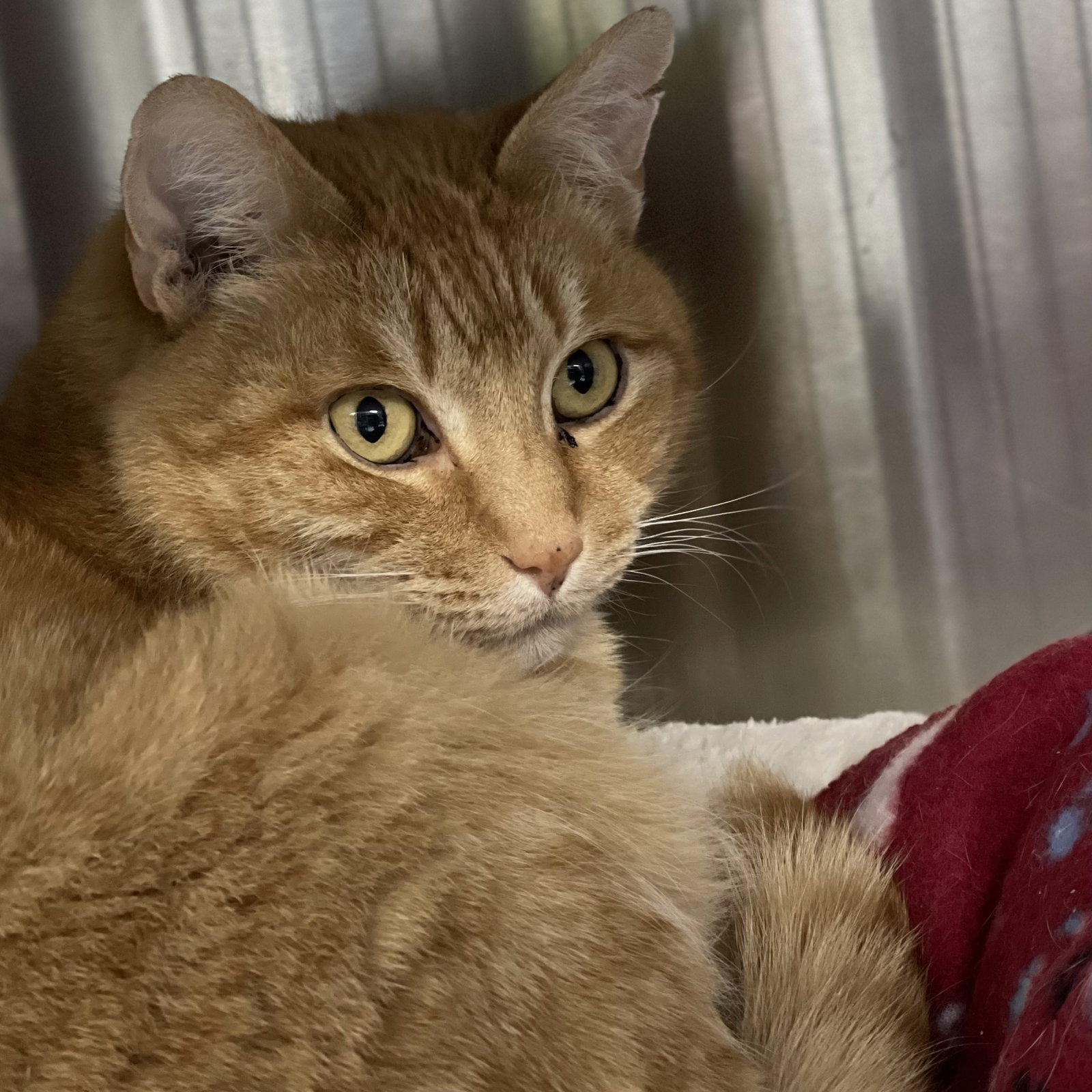 Cats for Adoption in Framingham Center, Massachusetts | Alpha Paw