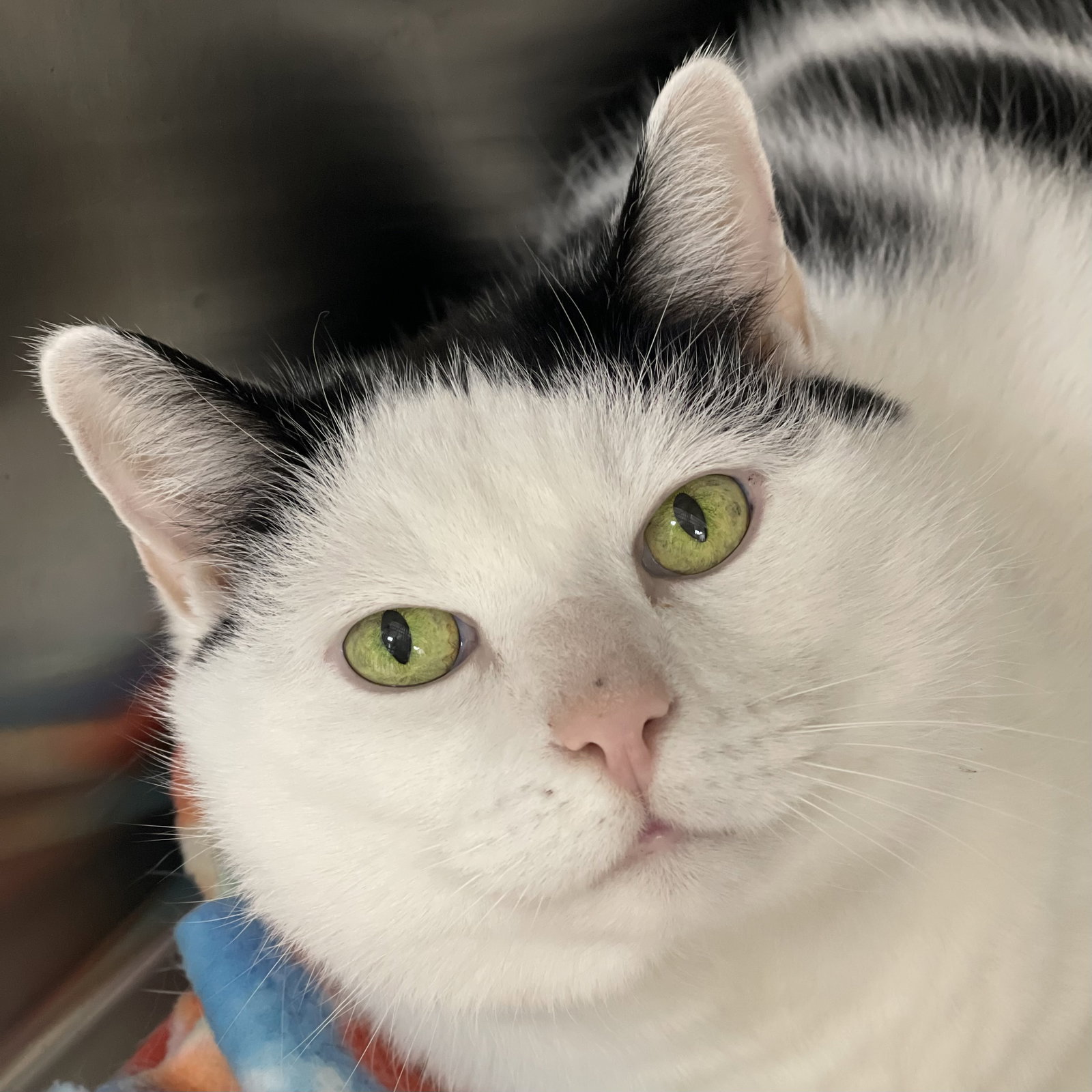 Cats for Adoption in Berlin, Massachusetts | Alpha Paw