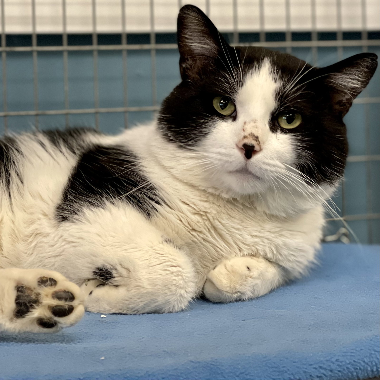 Cats for Adoption in Buckland, Massachusetts | Alpha Paw