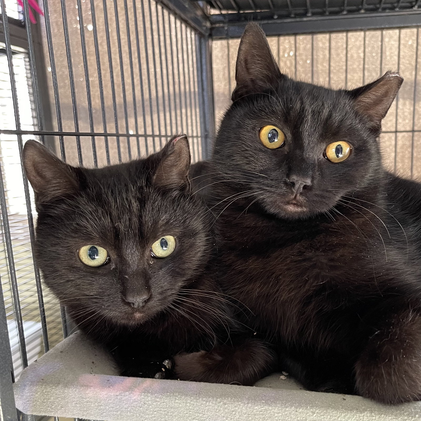 Cats for Adoption in Northfield, Massachusetts | Alpha Paw