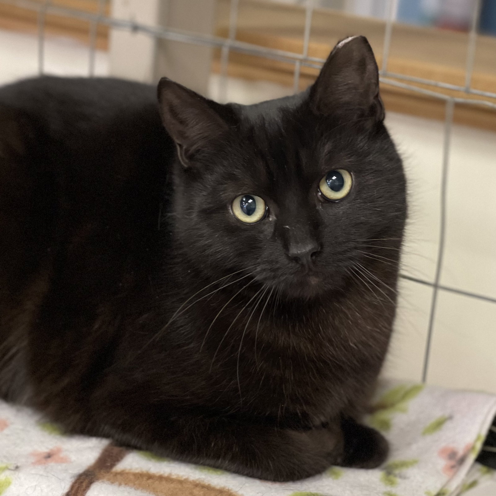Cats for Adoption in Northfield, Massachusetts | Alpha Paw