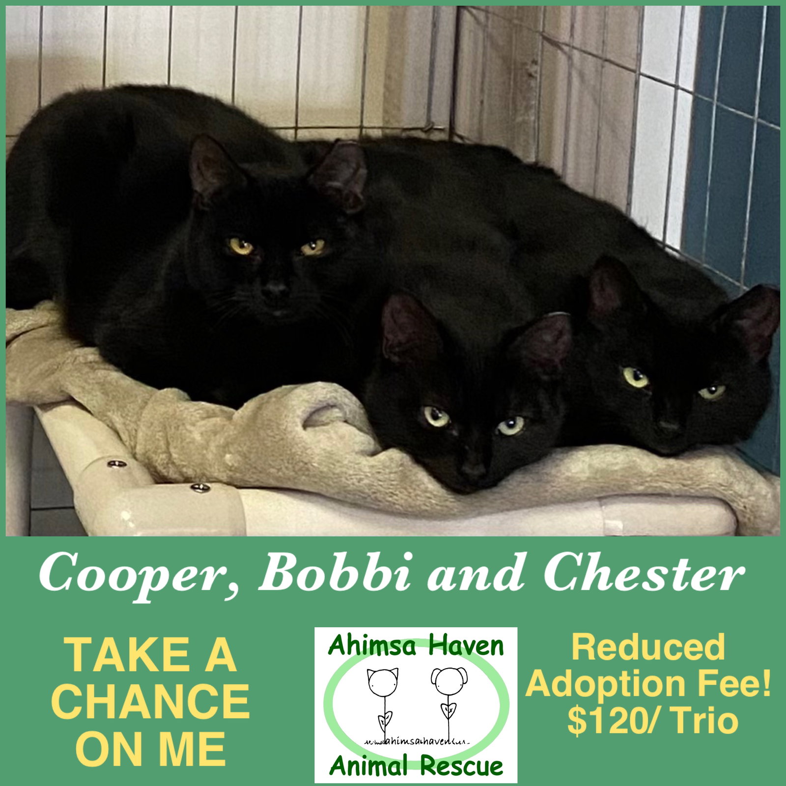 Cats for Adoption in Northfield, Massachusetts | Alpha Paw