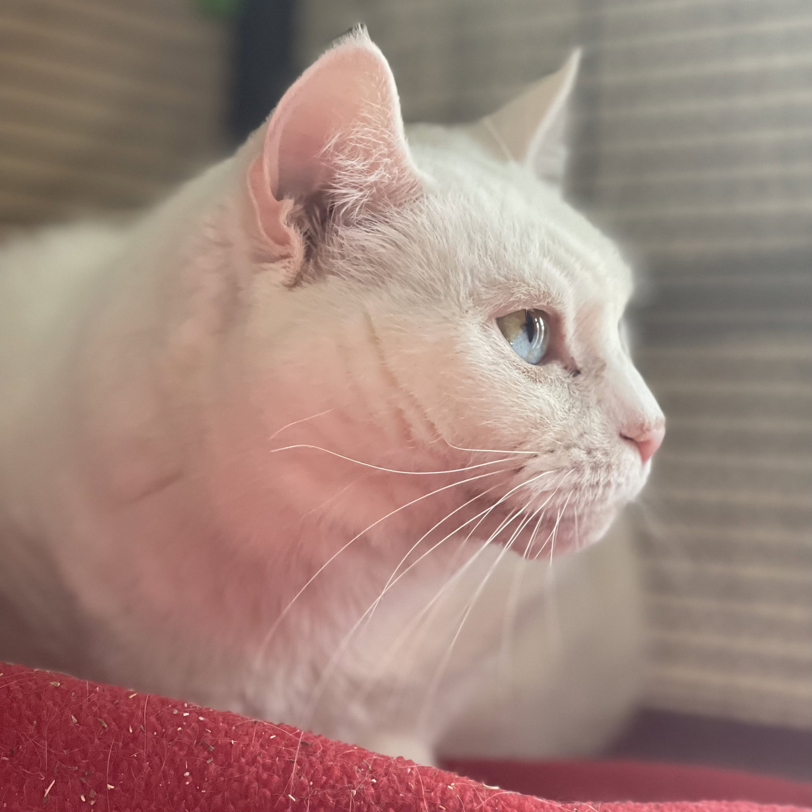 Cats for Adoption in Lowell, Massachusetts | Alpha Paw