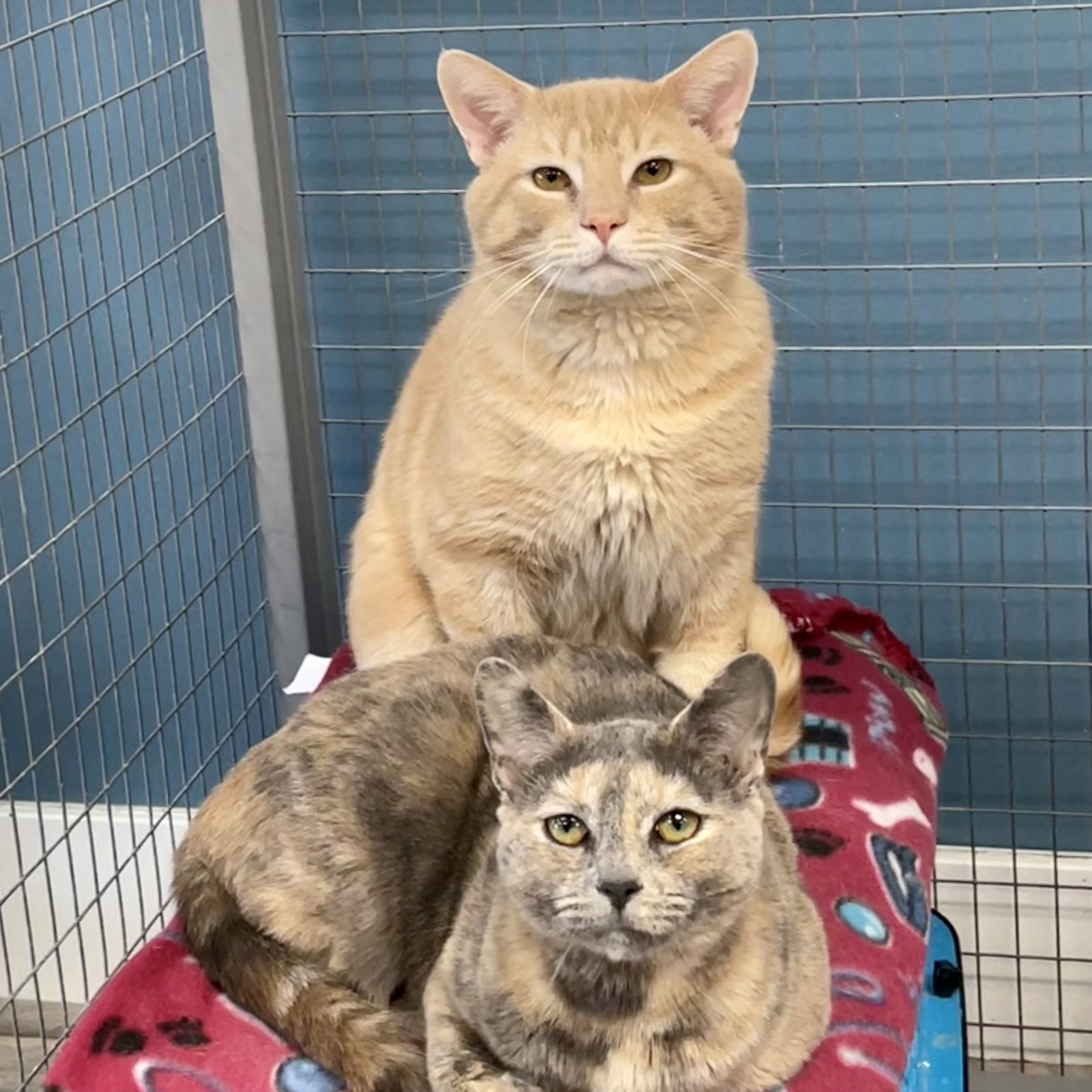 Cats for Adoption in Lunenburg, Massachusetts | Alpha Paw
