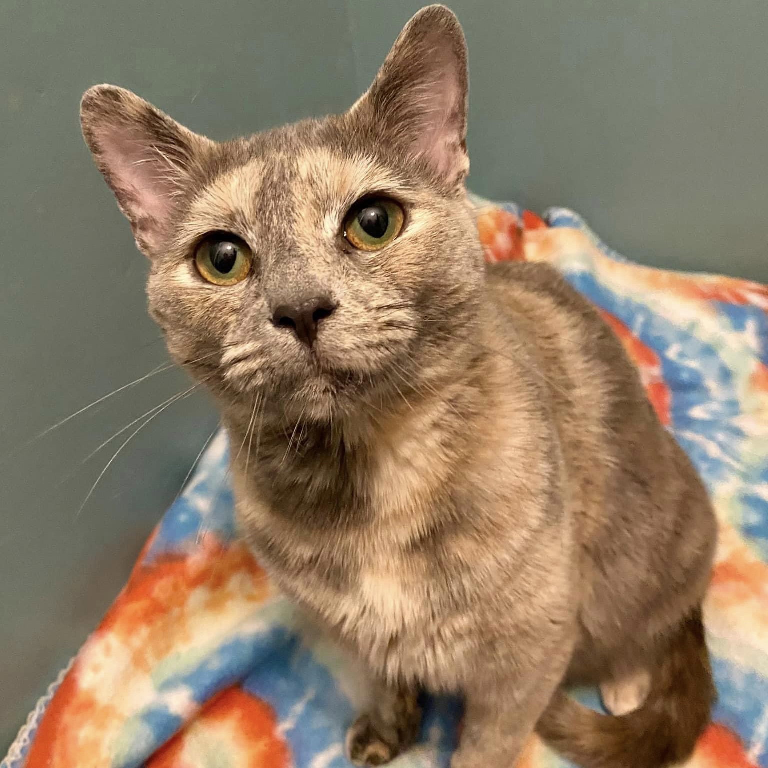 Cats for Adoption in Lunenburg, Massachusetts | Alpha Paw