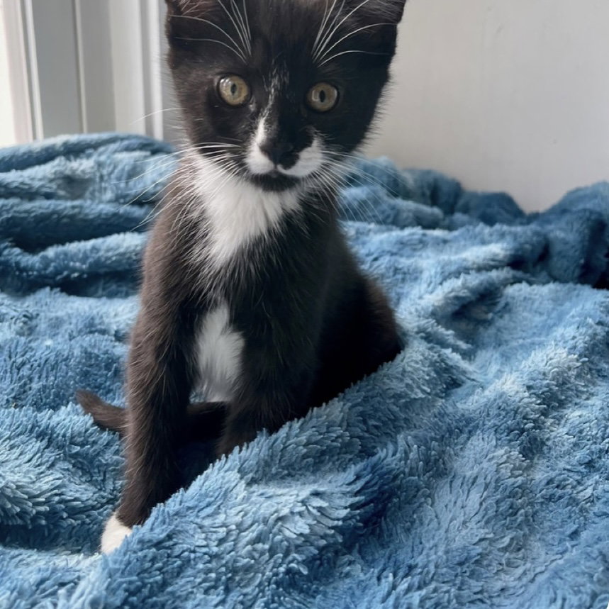 Cat adoption in Winchendon, MA 01475: Domestic Short Hair / Tuxedo ...