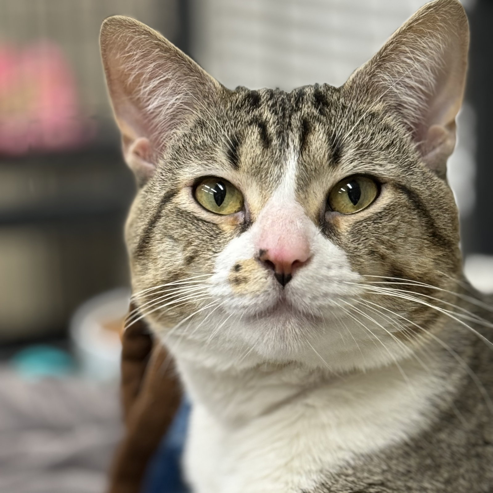 Cats for Adoption in Sunderland, Massachusetts | Alpha Paw